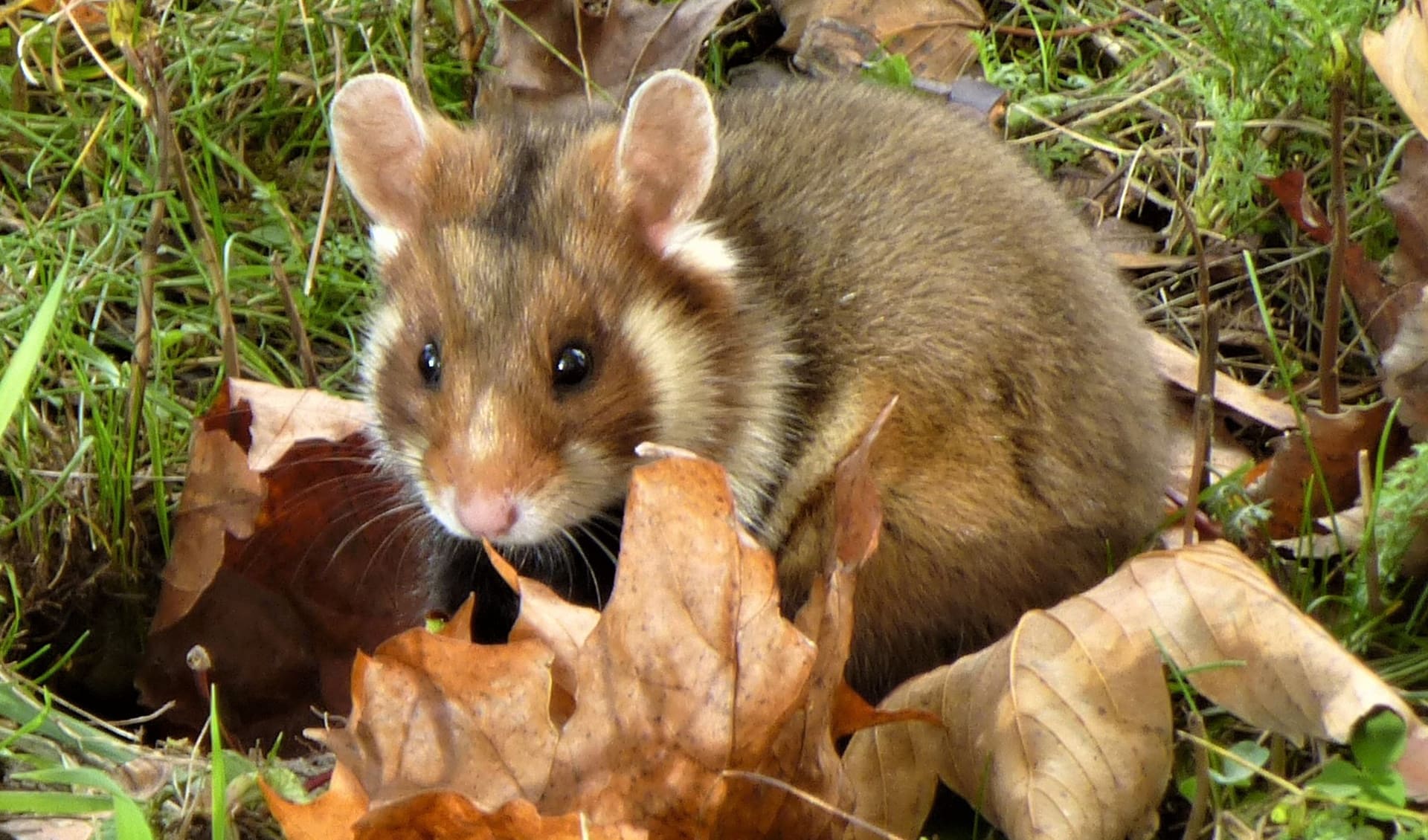 European hamster facts, distribution & population | BioDB