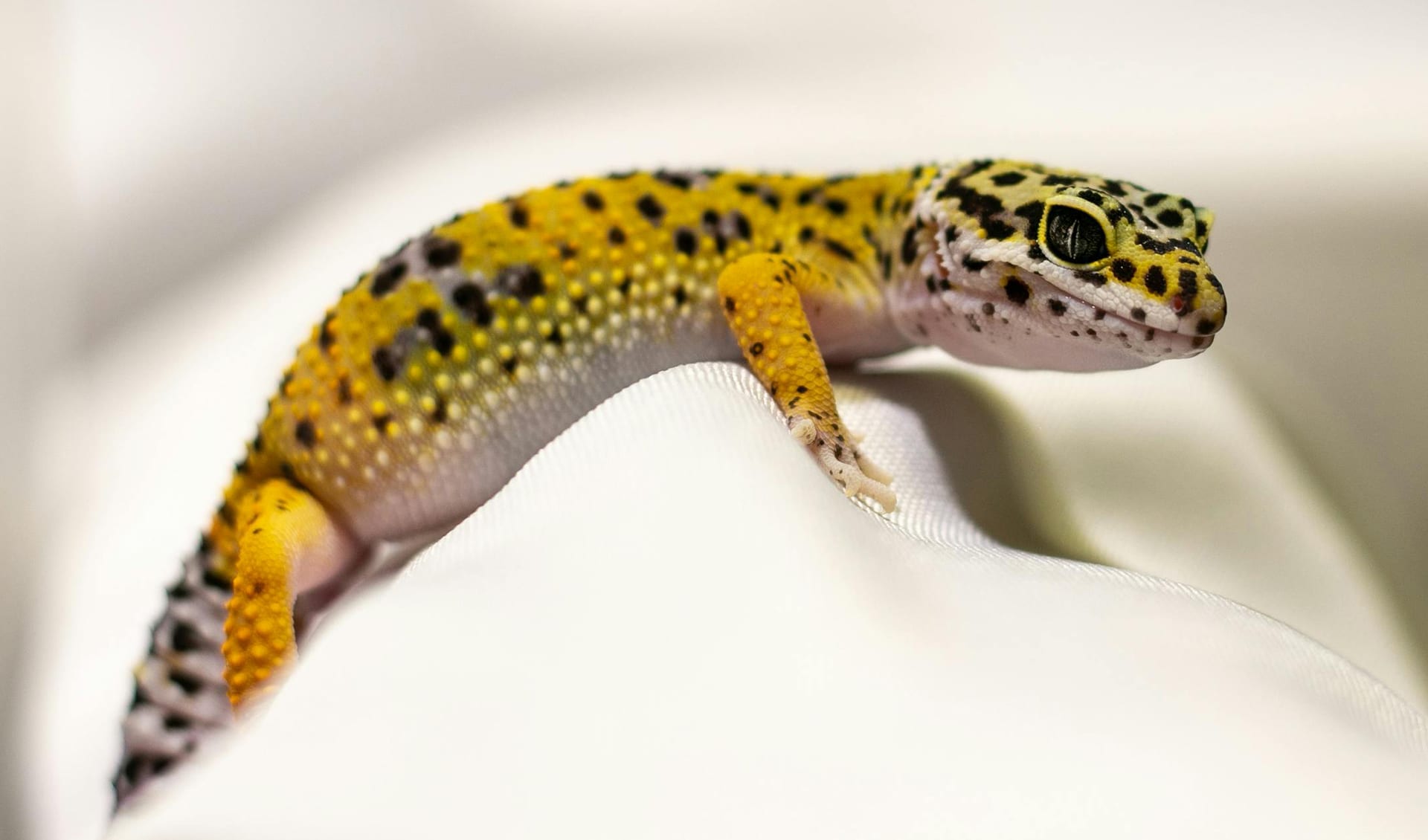 Leopard gecko facts, distribution & population | BioDB