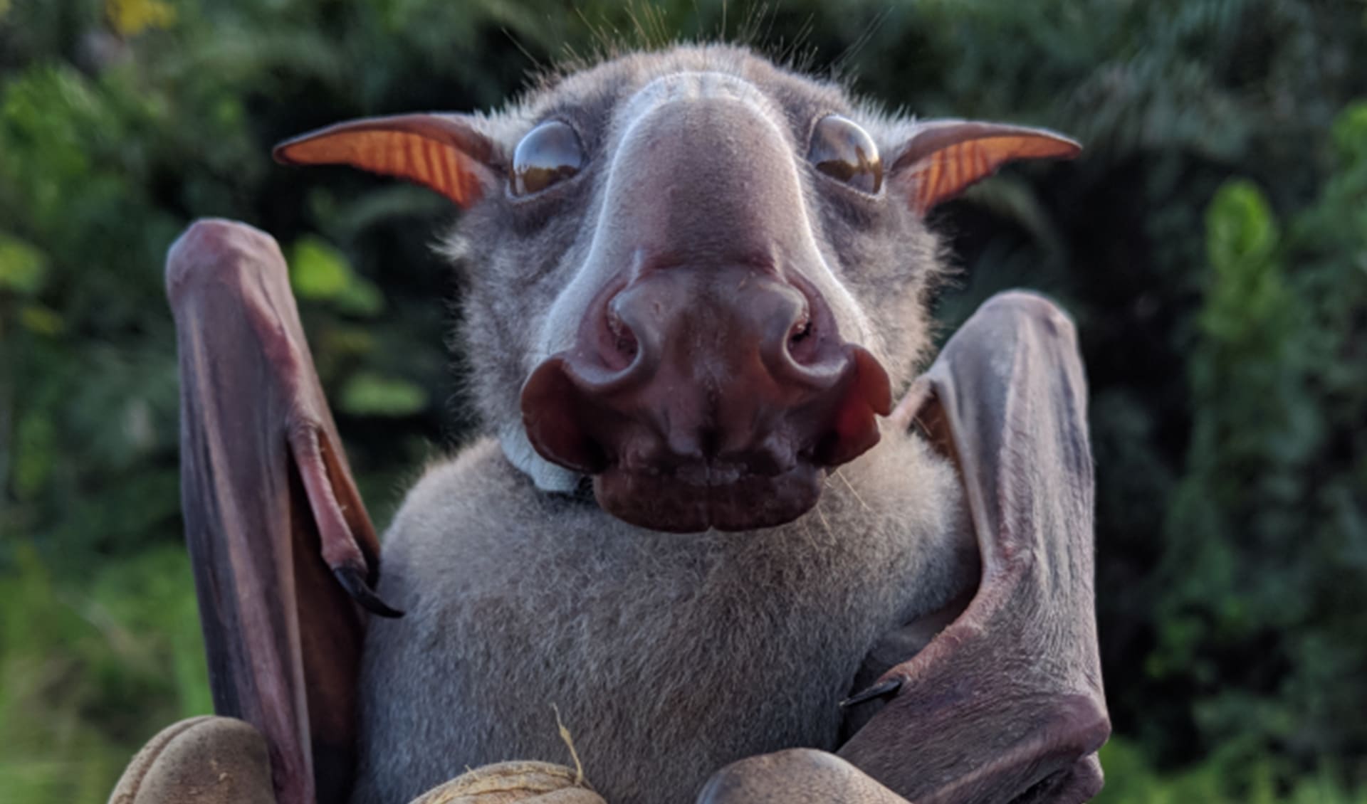 Hammer-headed bat facts, distribution & population | BioDB