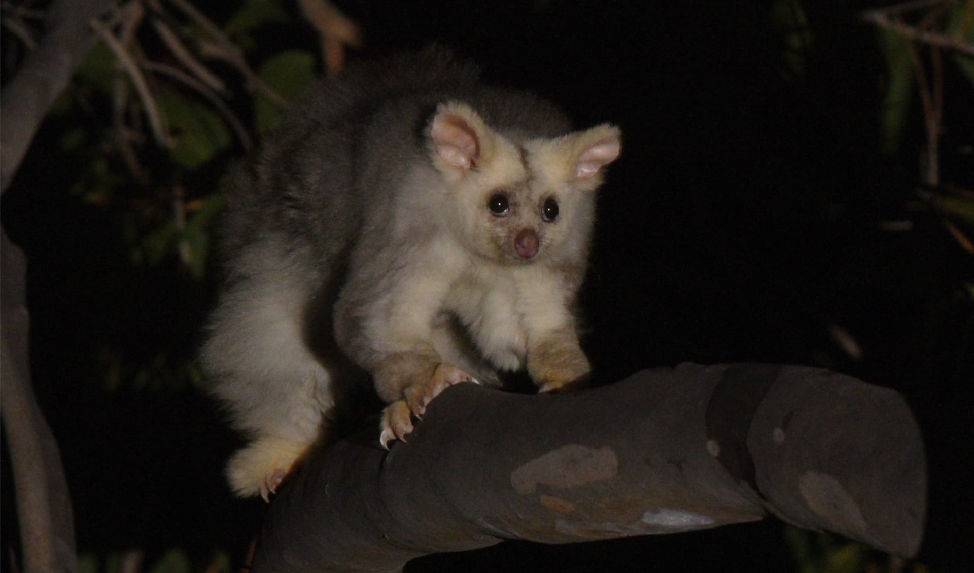 Southern greater glider facts, distribution & population | BioDB