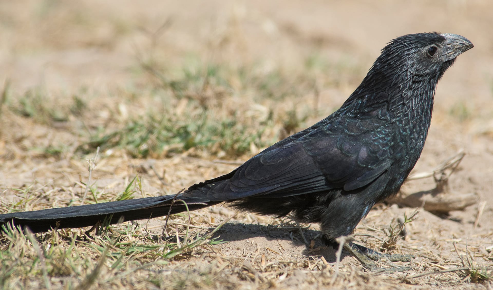 Groove-billed ani facts, distribution & population | BioDB