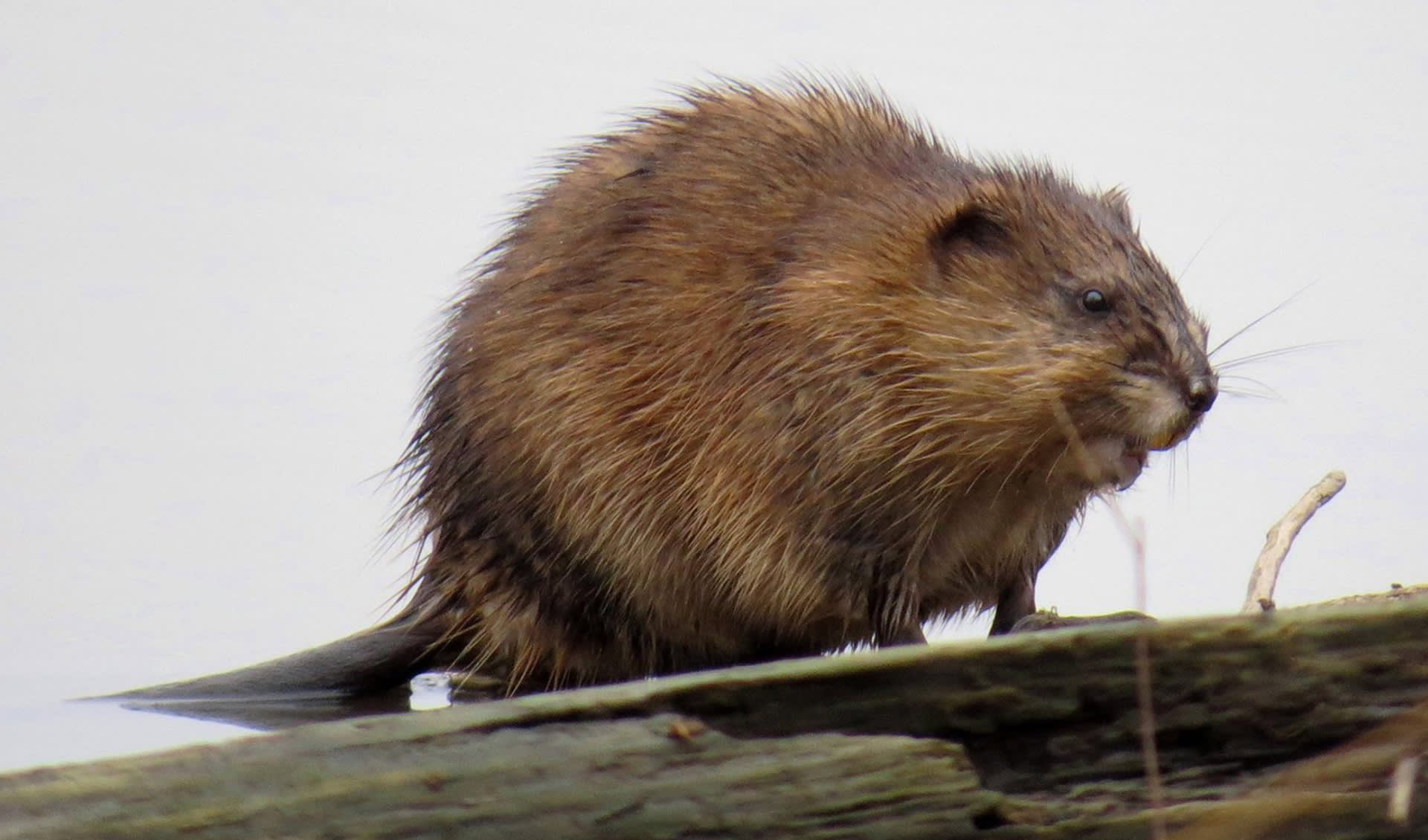 Ondatra - Muskrat: facts, distribution & population | BioDB
