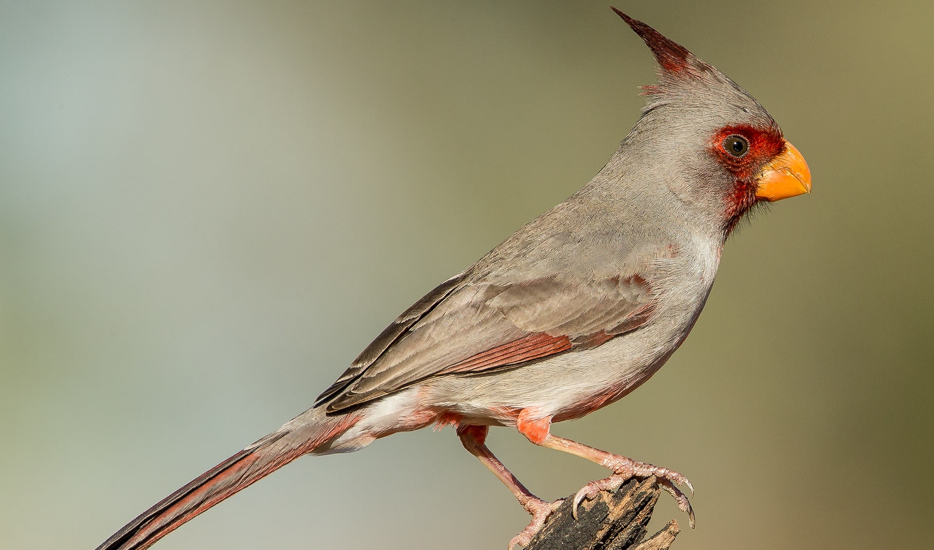 Cardinalidae - Cardinals: facts, distribution & population | BioDB