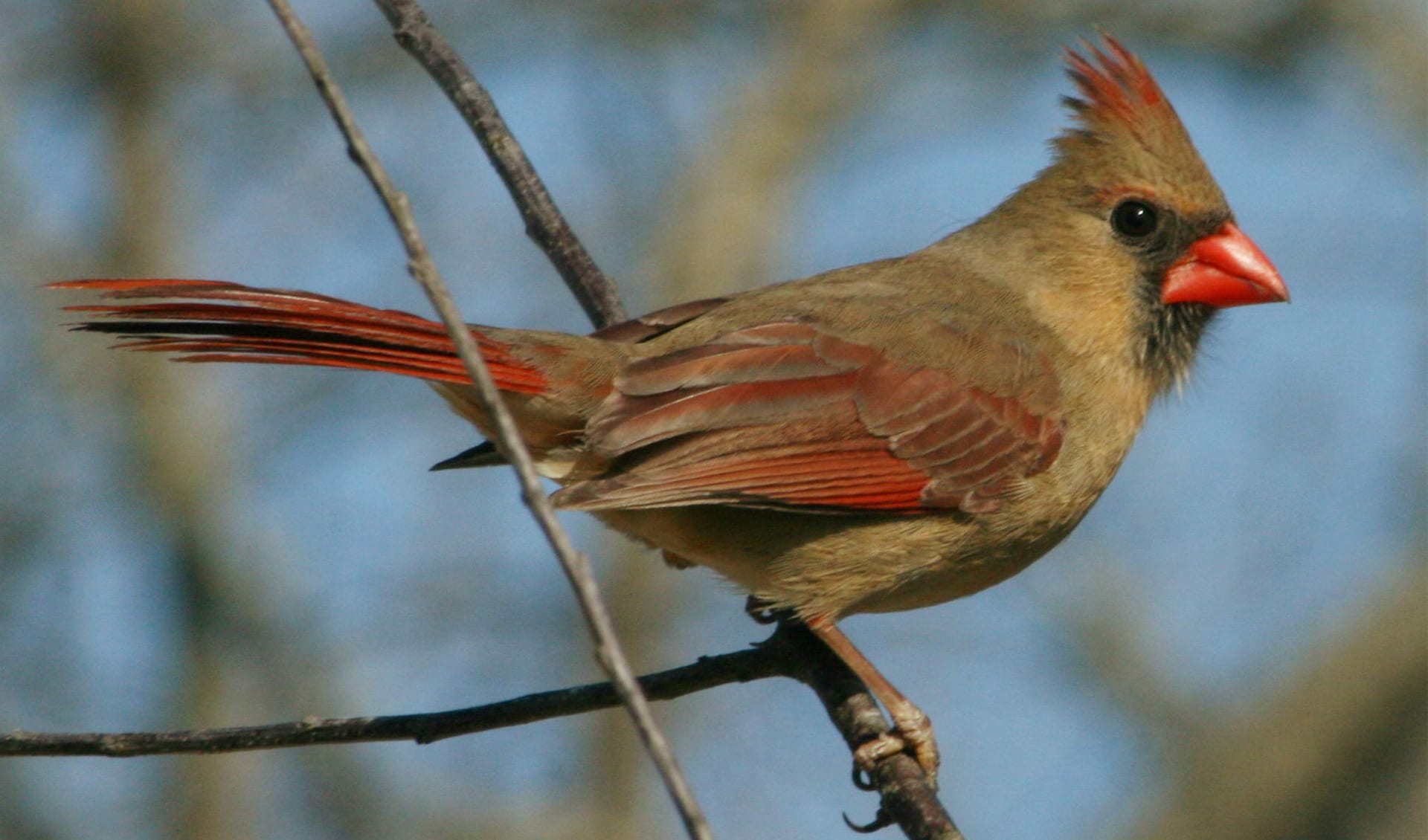 Cardinalis: facts, distribution & population | BioDB