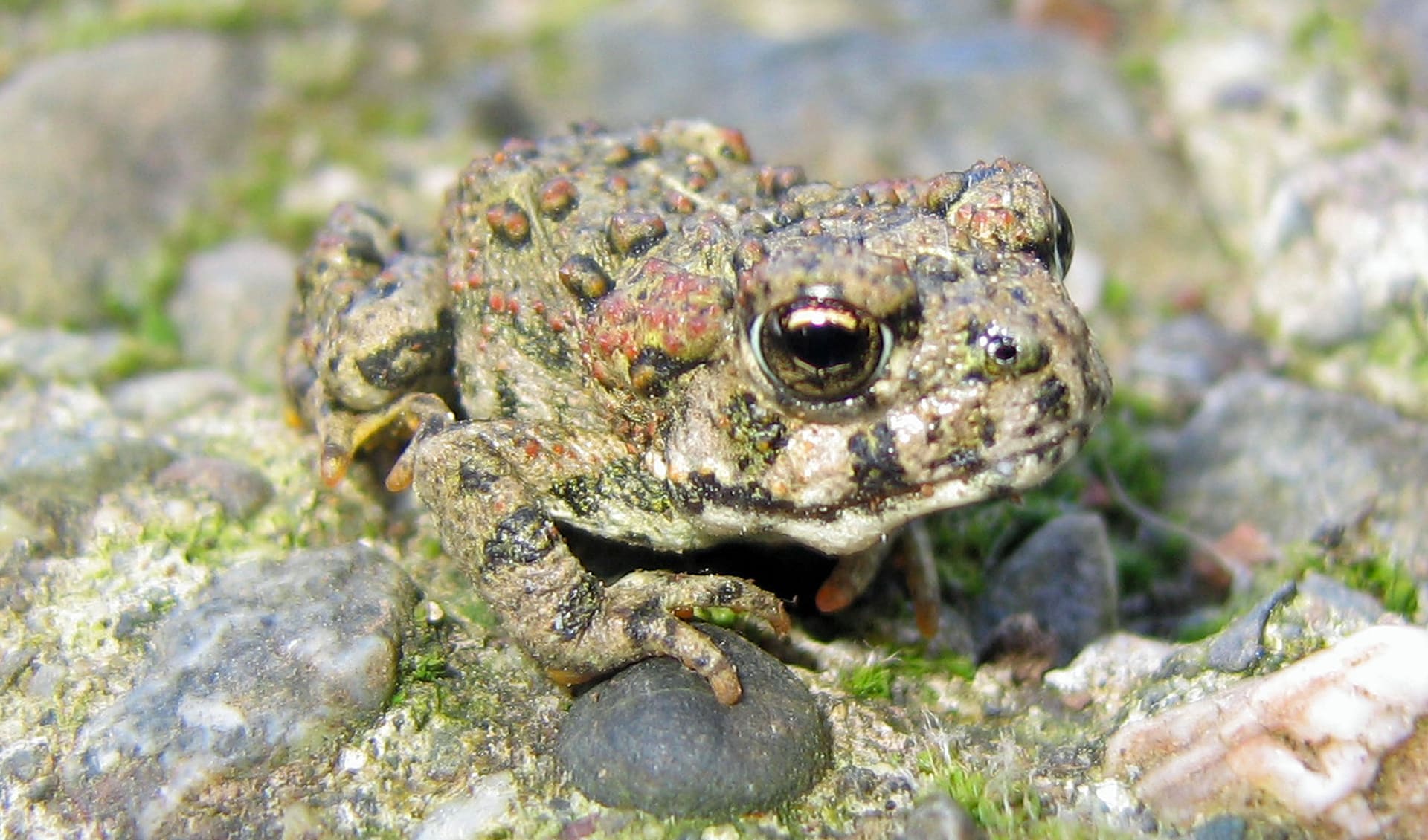 Western toad facts, distribution & population | BioDB