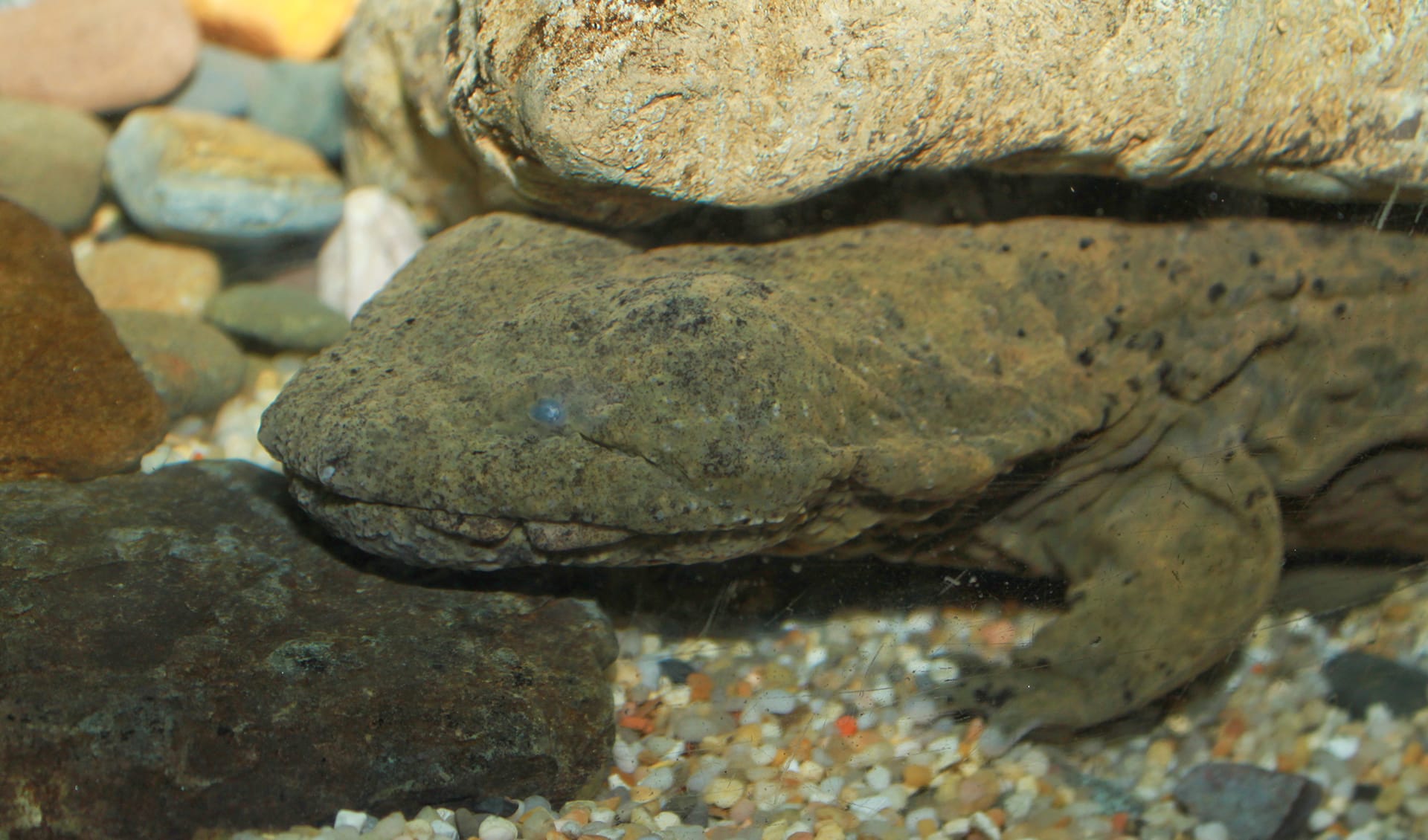 Hellbender facts, distribution & population | BioDB