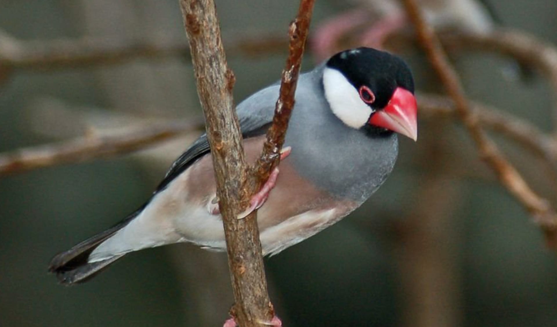 Padda: facts, distribution & population | BioDB