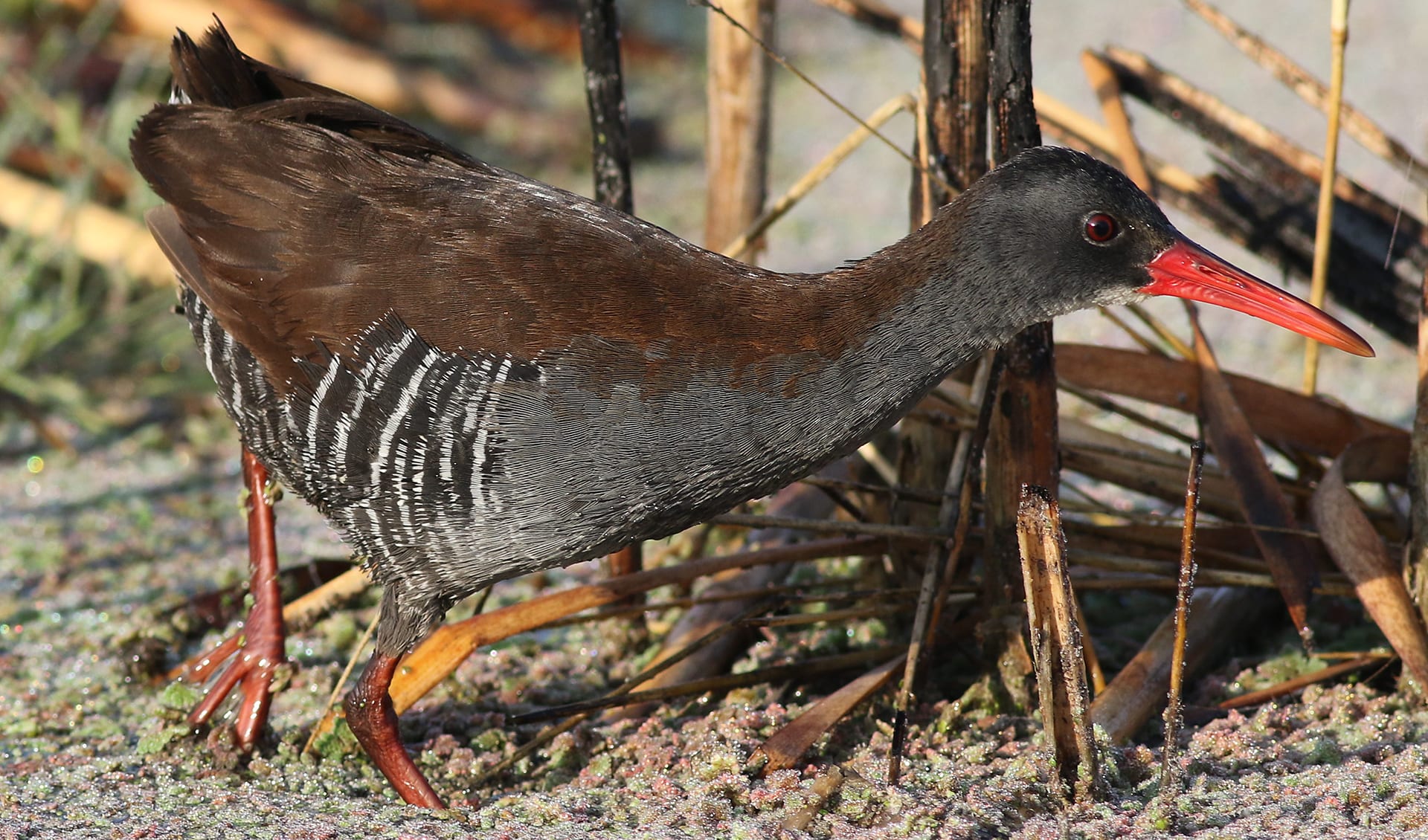 African rail facts, distribution & population | BioDB