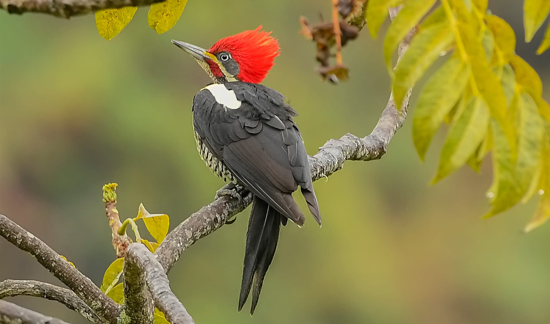 Lineated woodpecker facts, distribution & population | BioDB