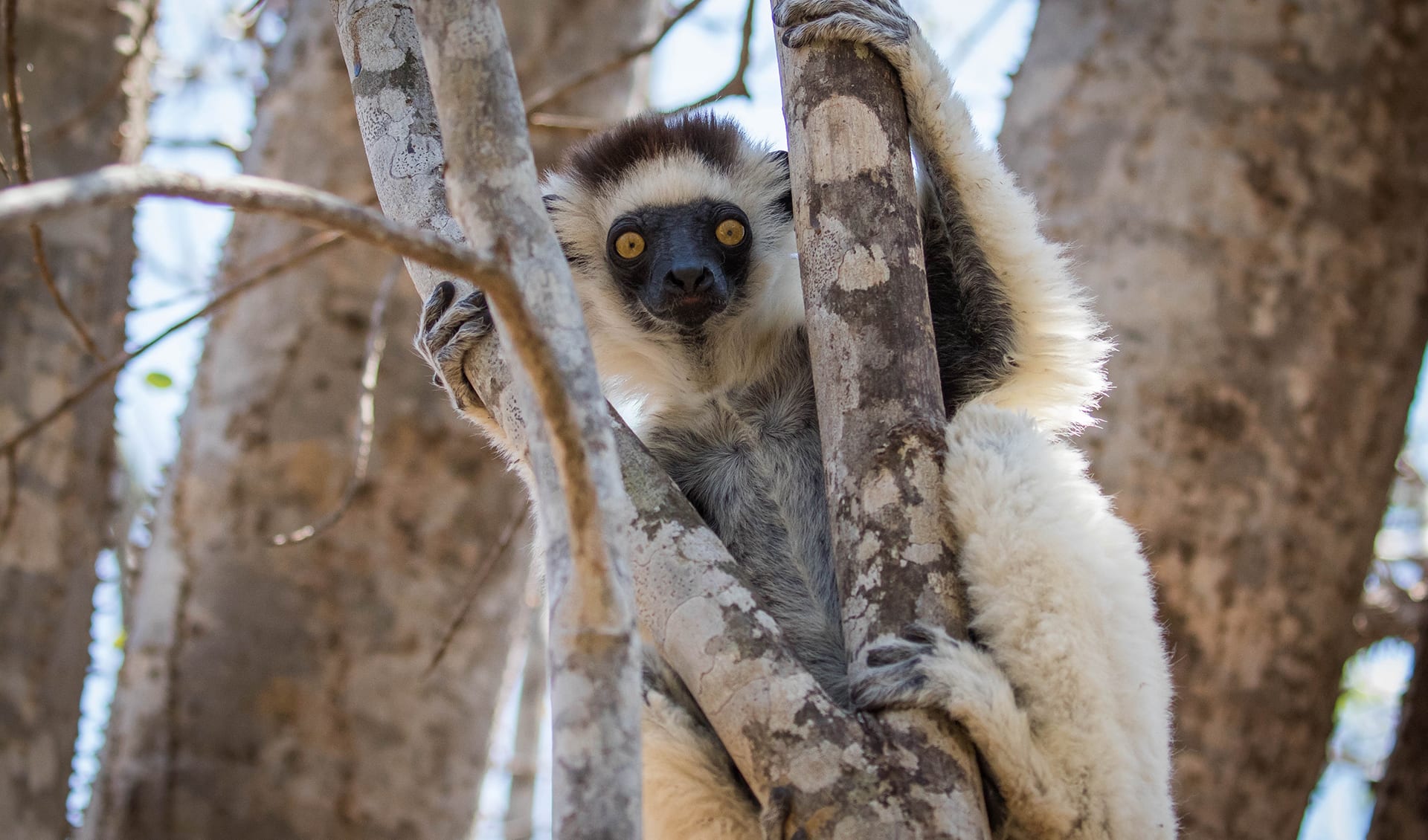 Verreaux's sifaka facts, distribution & population | BioDB