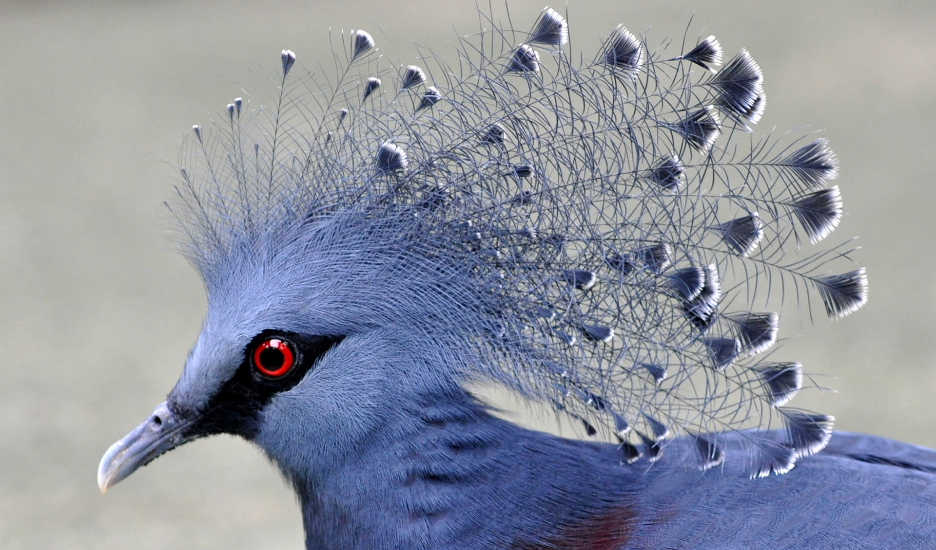 Goura - Crowned pigeon: facts, distribution & population | BioDB