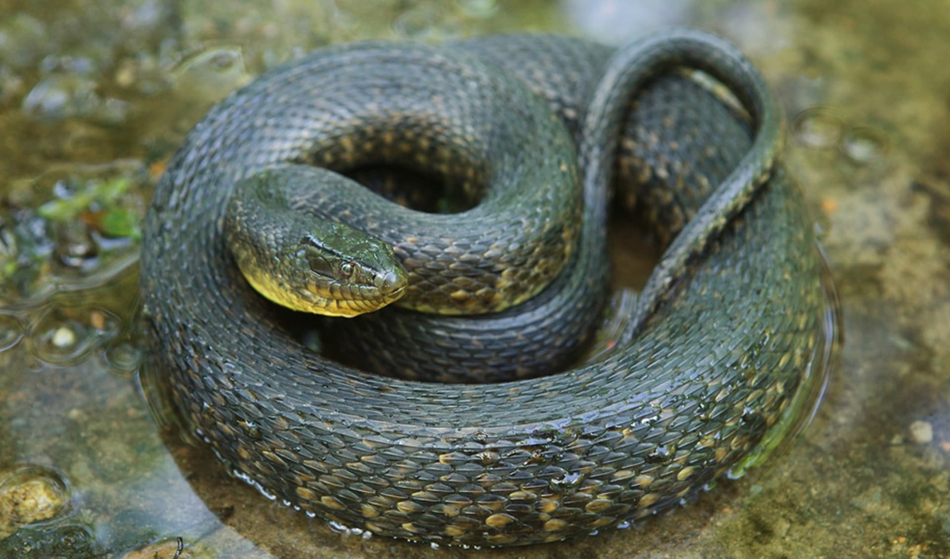 Nerodia - Water snakes: facts, distribution & population | BioDB