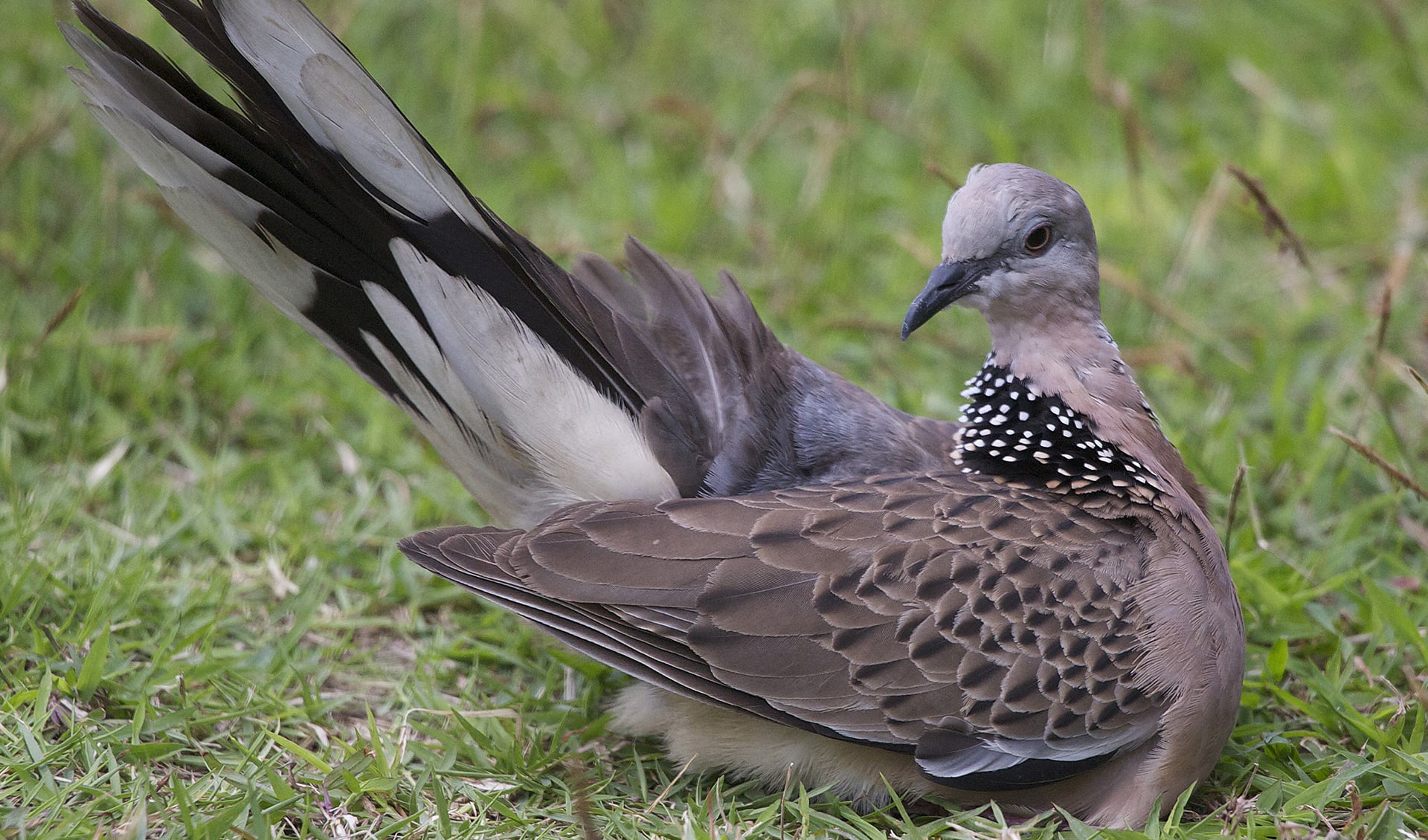 Spotted dove facts, distribution & population | BioDB