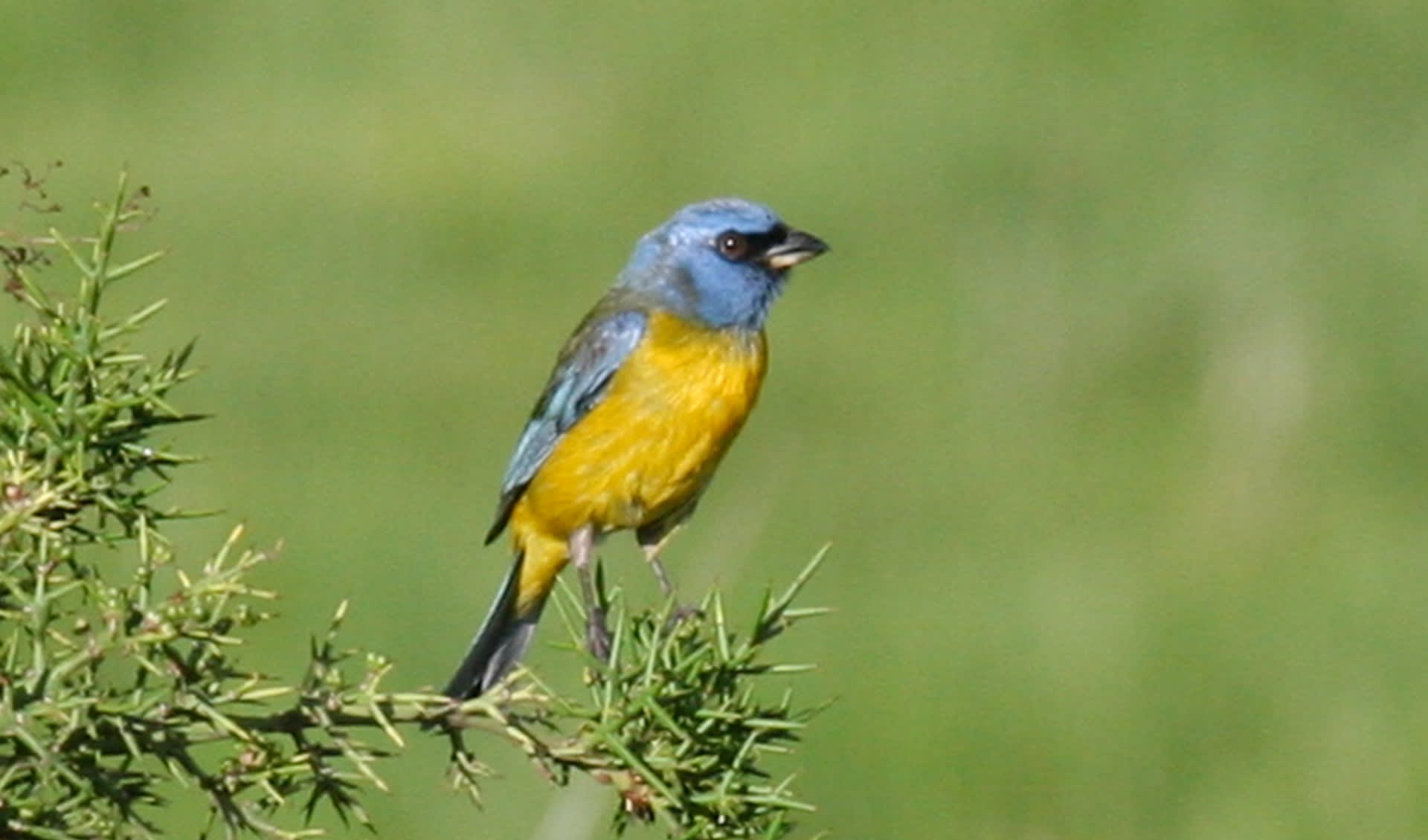 Rauenia - Blue-and-yellow tanager: facts, distribution & population | BioDB