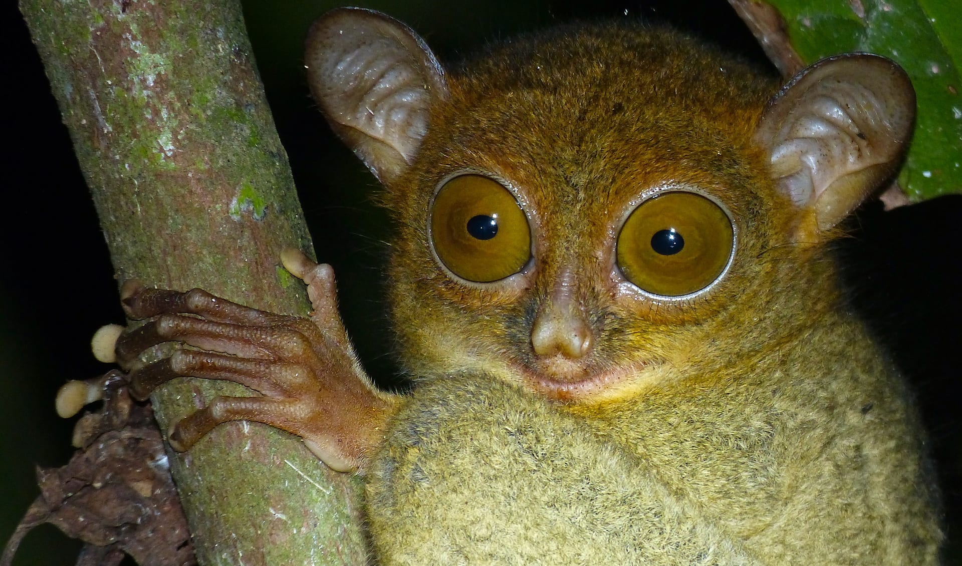 Horsfield's tarsier facts, distribution & population | BioDB