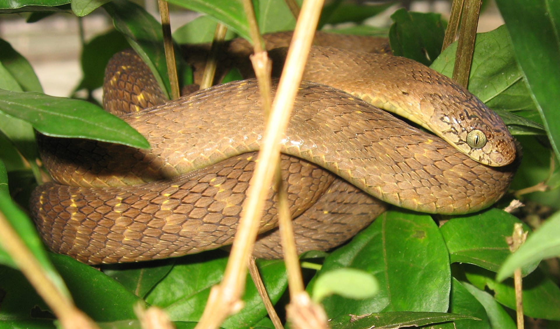 Dasypeltis - Egg-eating snakes: facts, distribution & population | BioDB