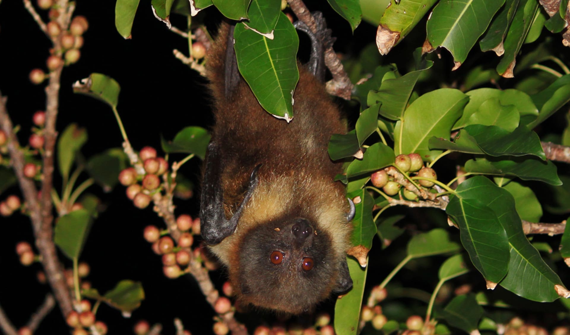 Ryukyu flying fox facts, distribution & population | BioDB