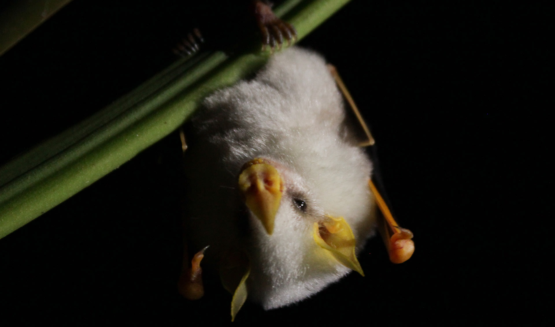 Honduran white bat facts, distribution & population | BioDB
