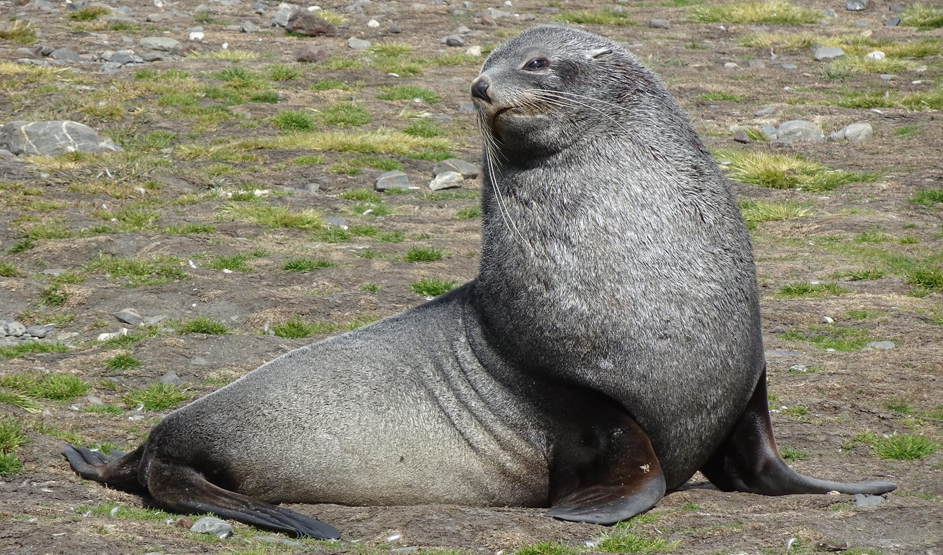 Antarctic fur seal facts, distribution & population | BioDB