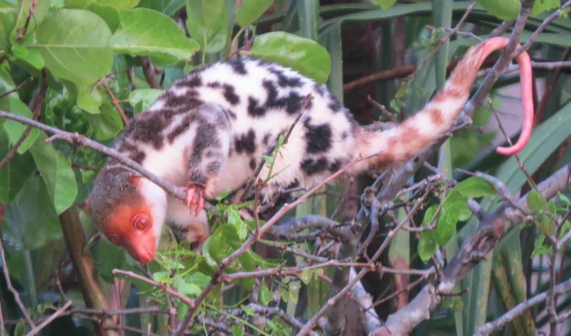 Spilocuscus - Spotted cuscuses: facts, distribution & population | BioDB