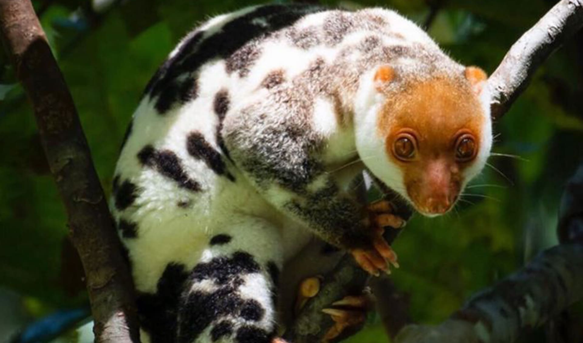 Black-spotted cuscus facts, distribution & population | BioDB