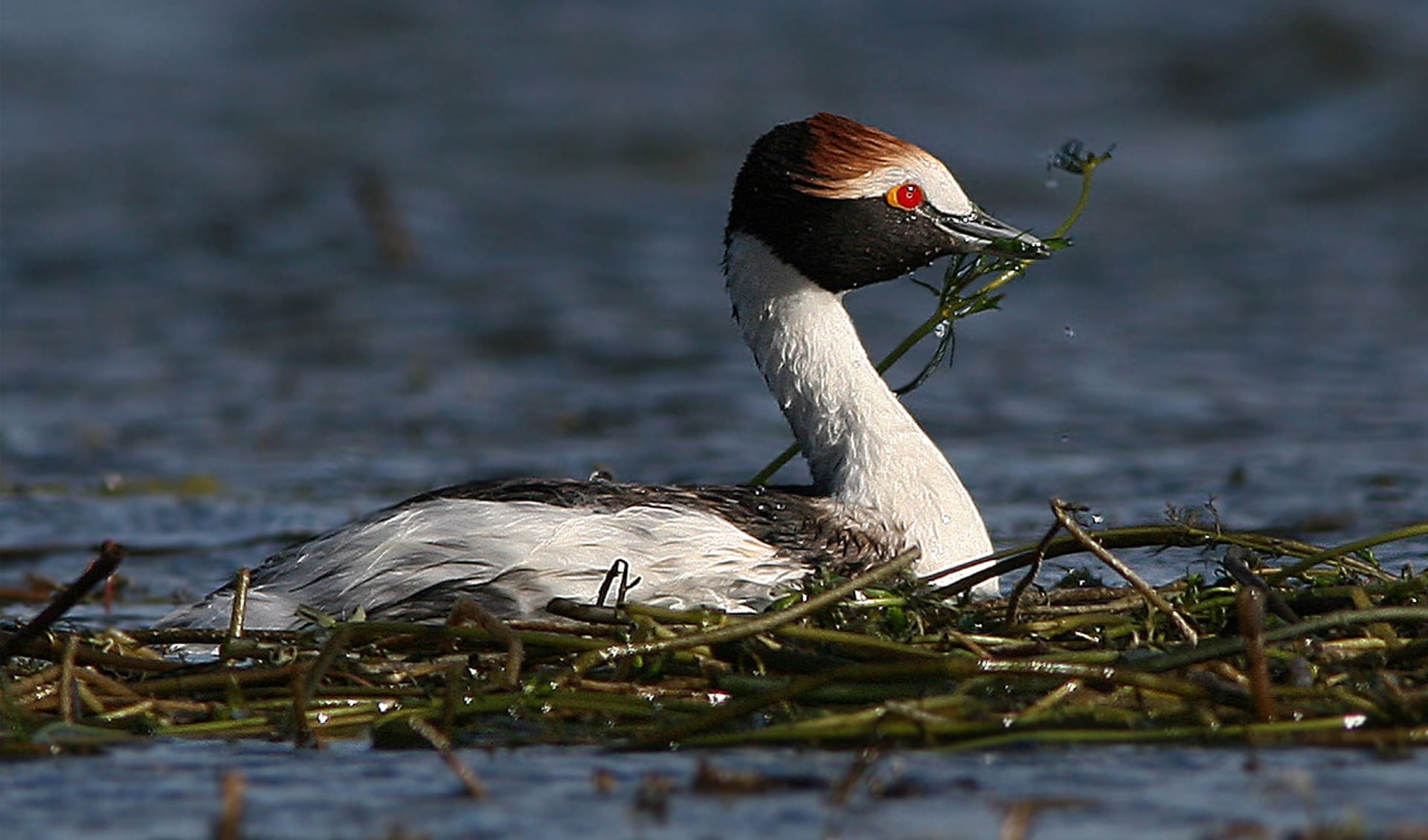 Hooded grebe facts, distribution & population | BioDB