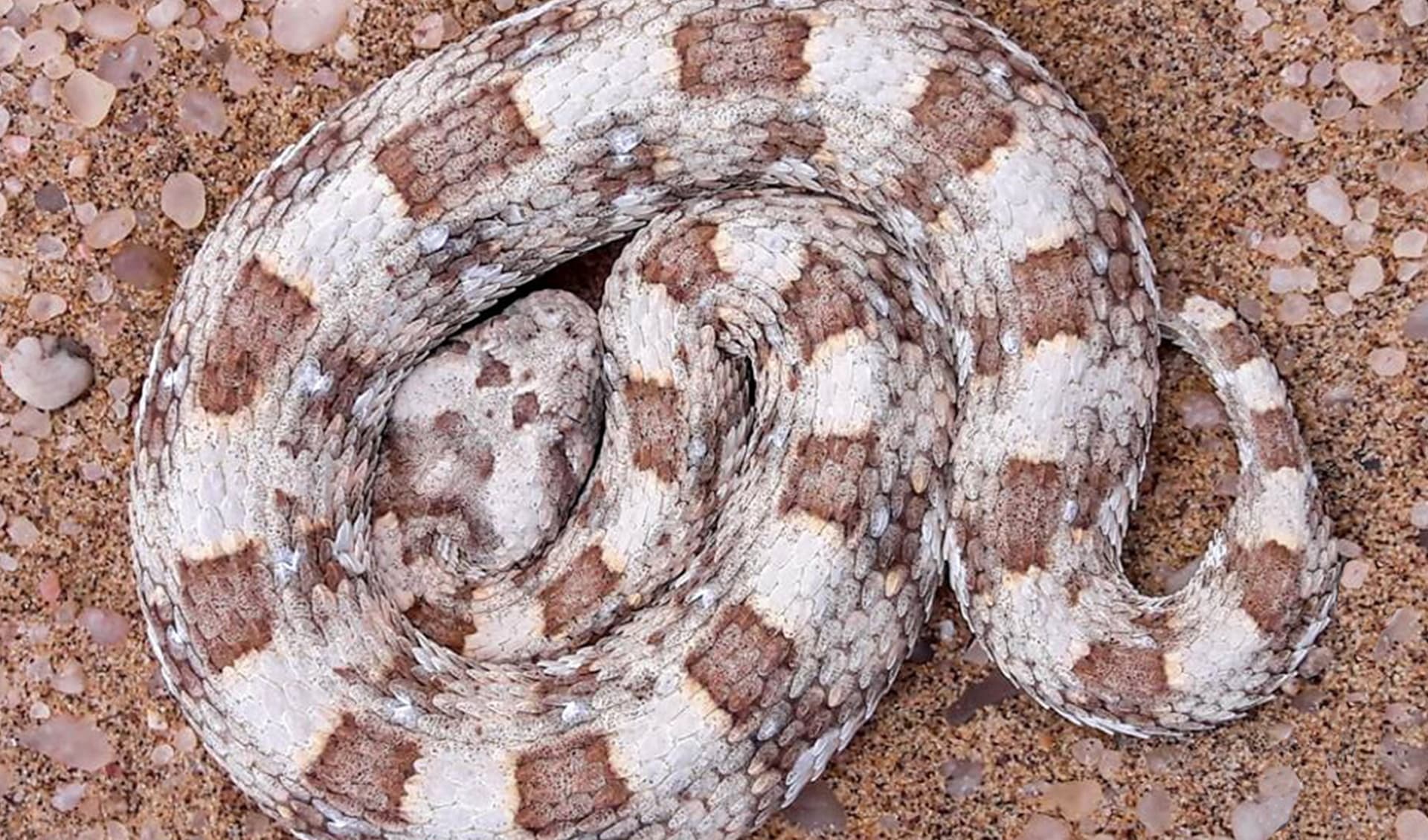 Horned adder facts, distribution & population | BioDB