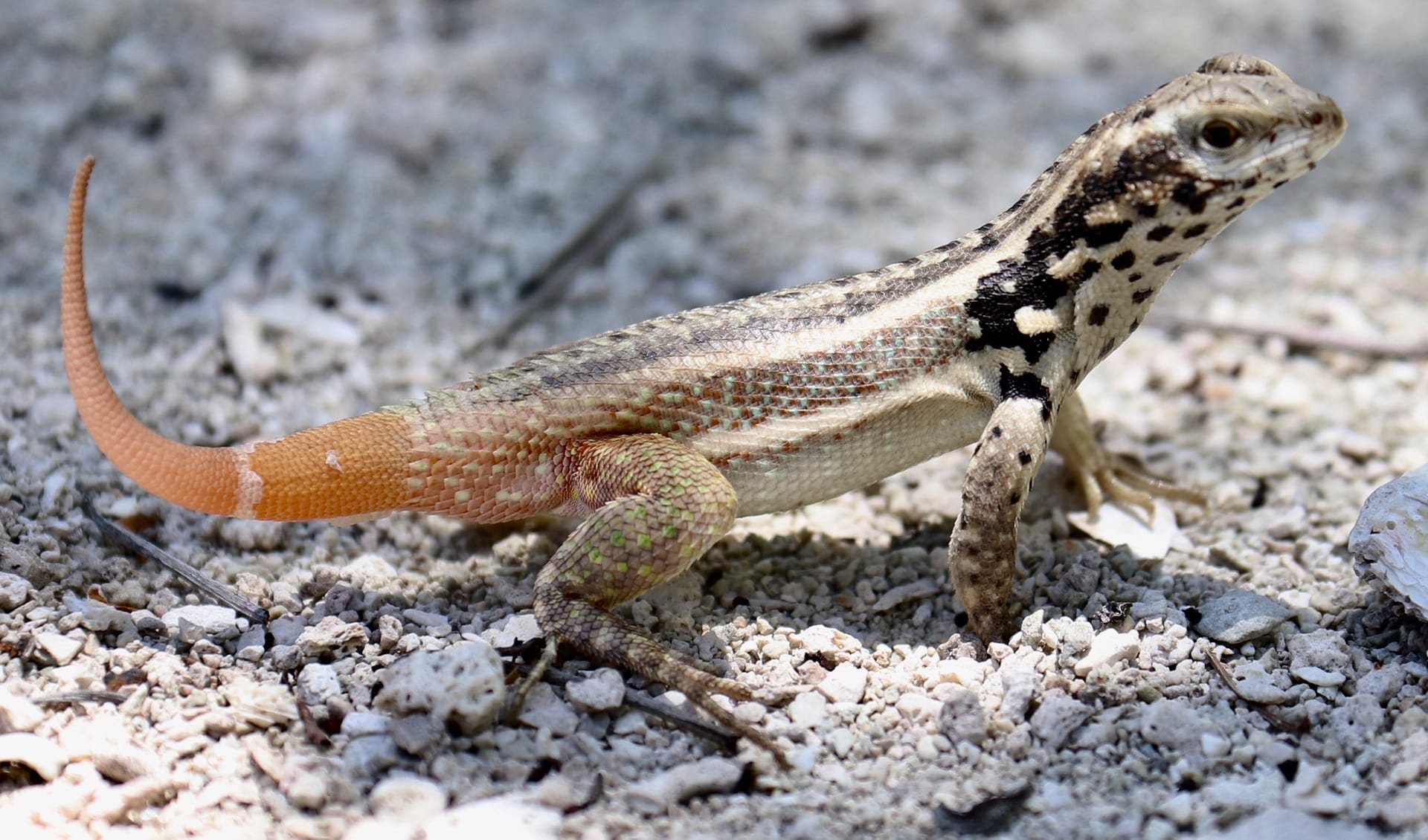 Leiocephalus - Curly-tailed lizards: facts, distribution & population ...
