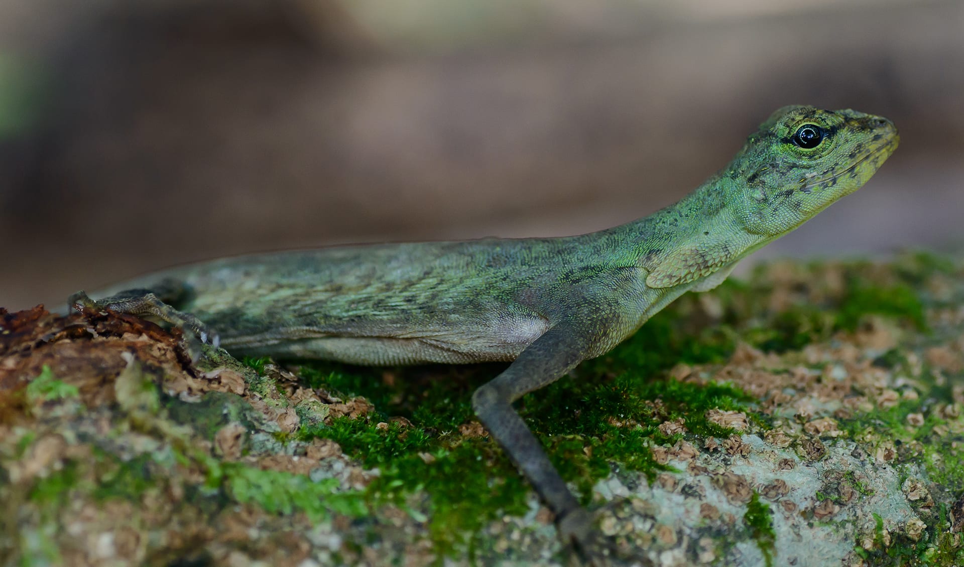 Draco -Flying lizards: facts, distribution & population | BioDB