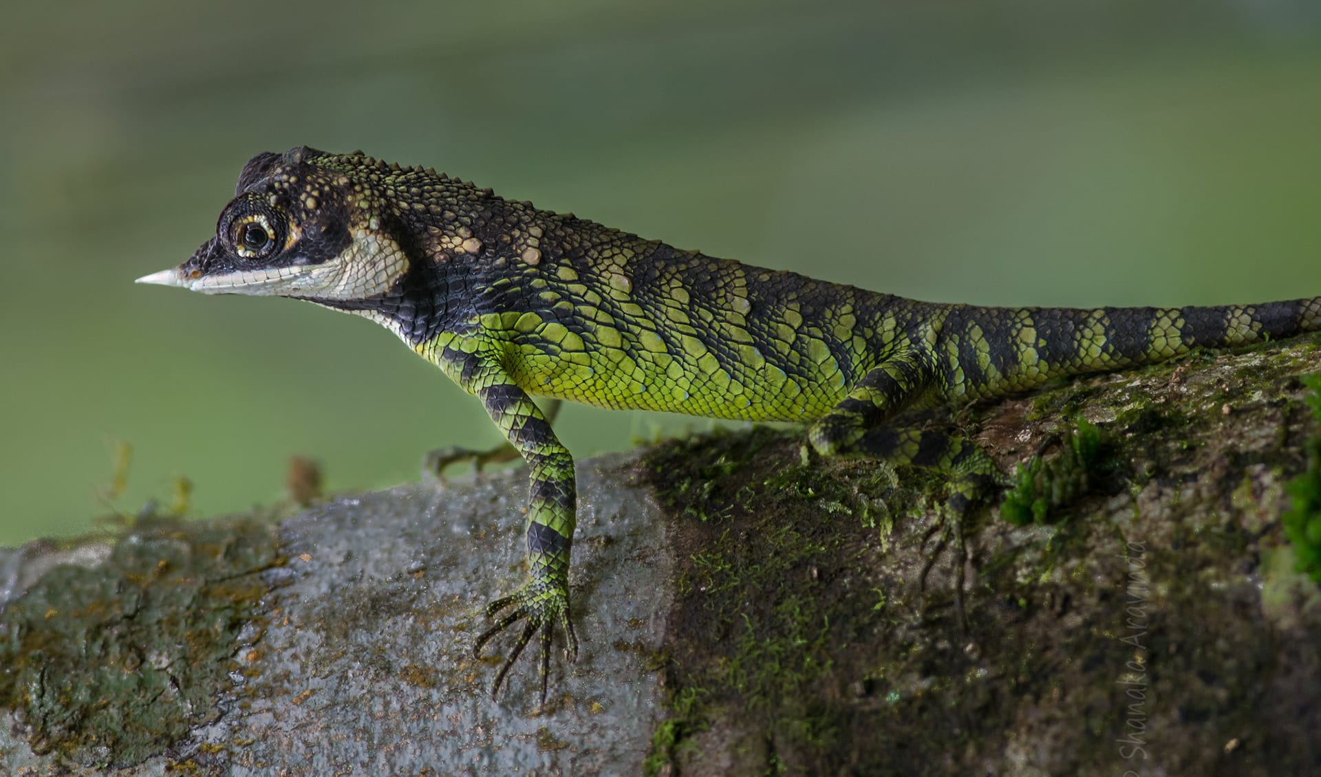 Rhino-horned lizard facts, distribution & population | BioDB