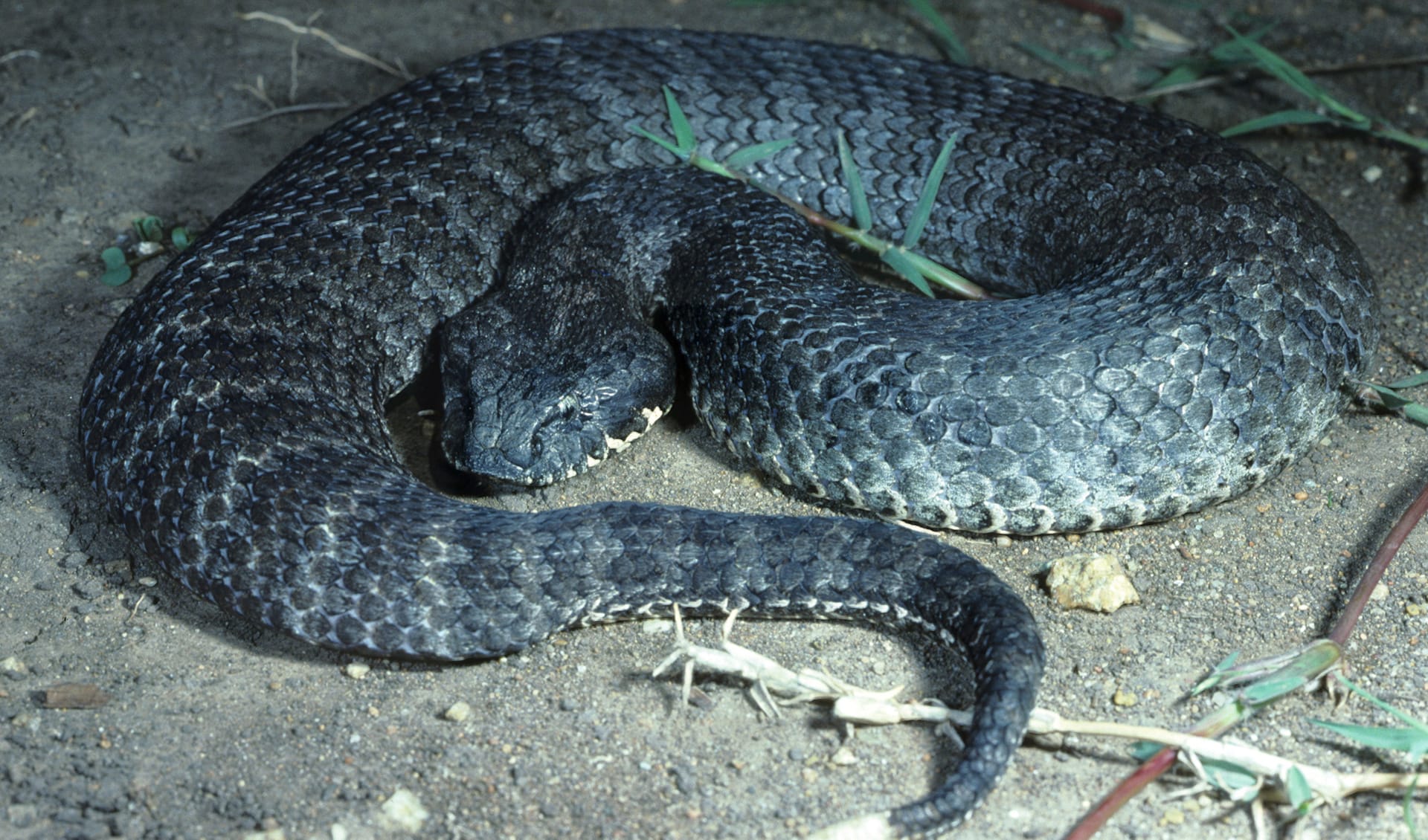 Common death adder facts, distribution & population | BioDB