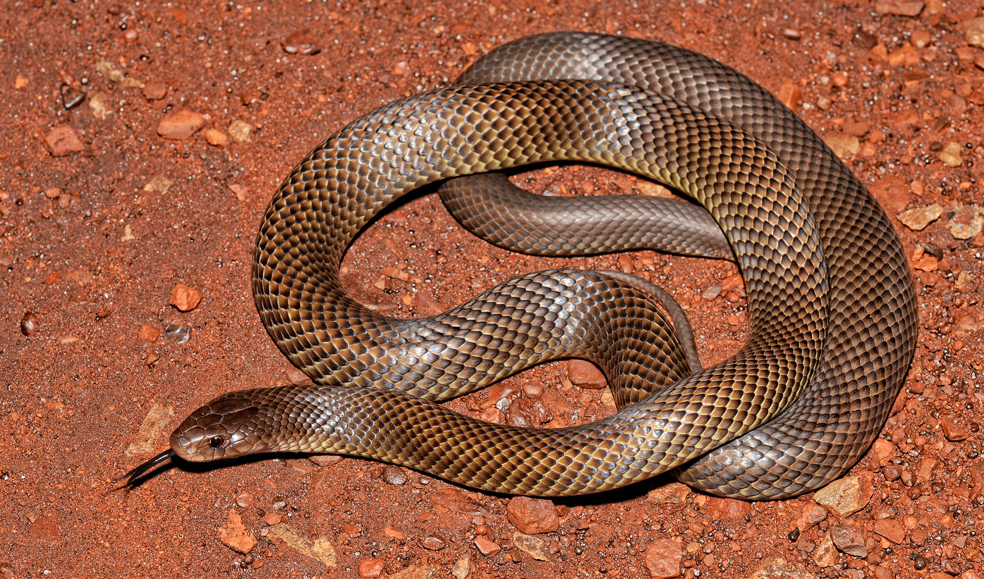 King brown snake facts, distribution & population | BioDB