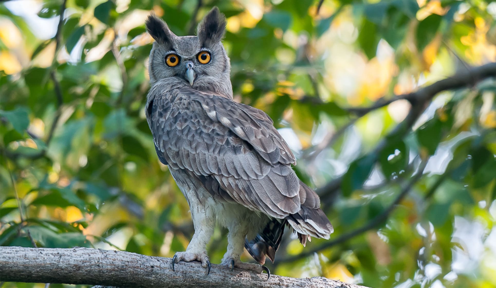 Dusky eagle-owl facts, distribution & population | BioDB