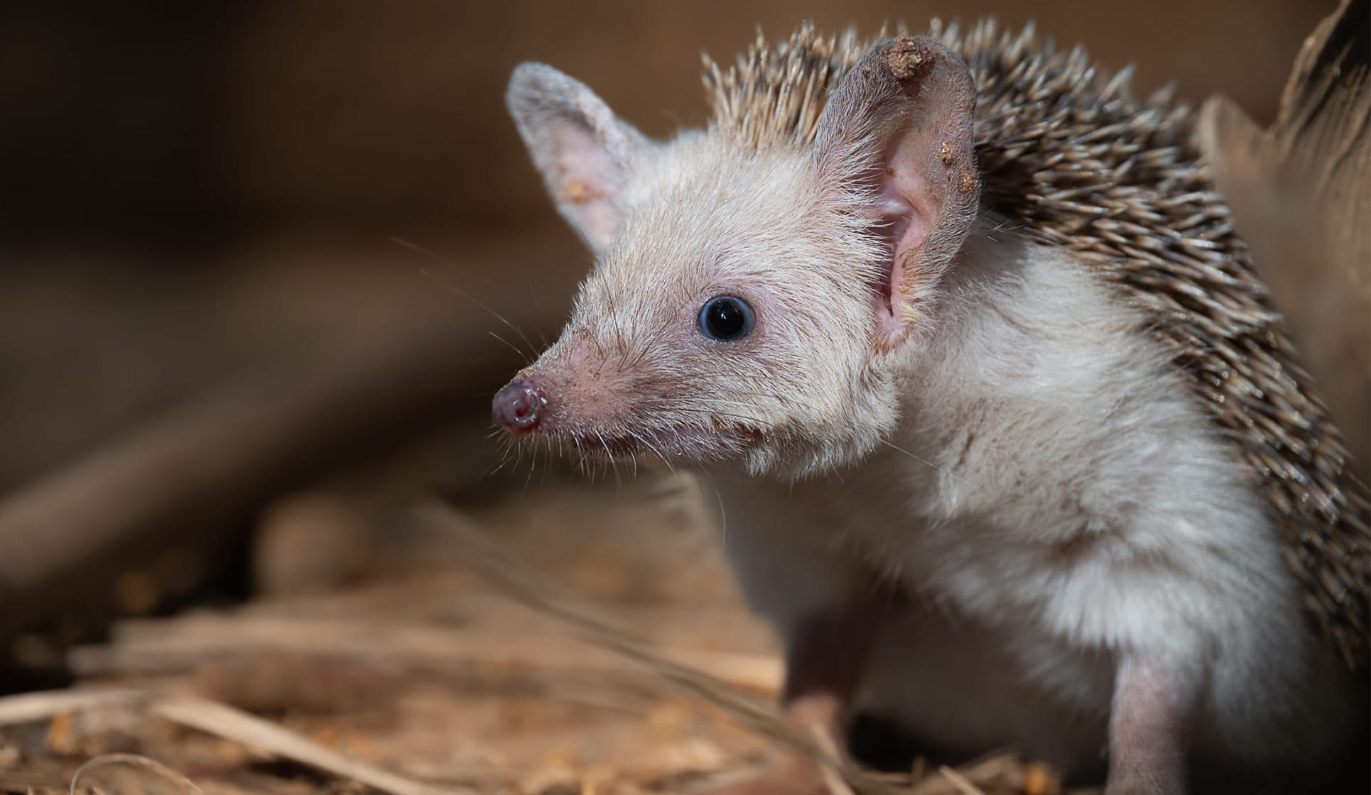 Erinaceomorpha – Hedgehogs: facts, distribution & population | BioDB