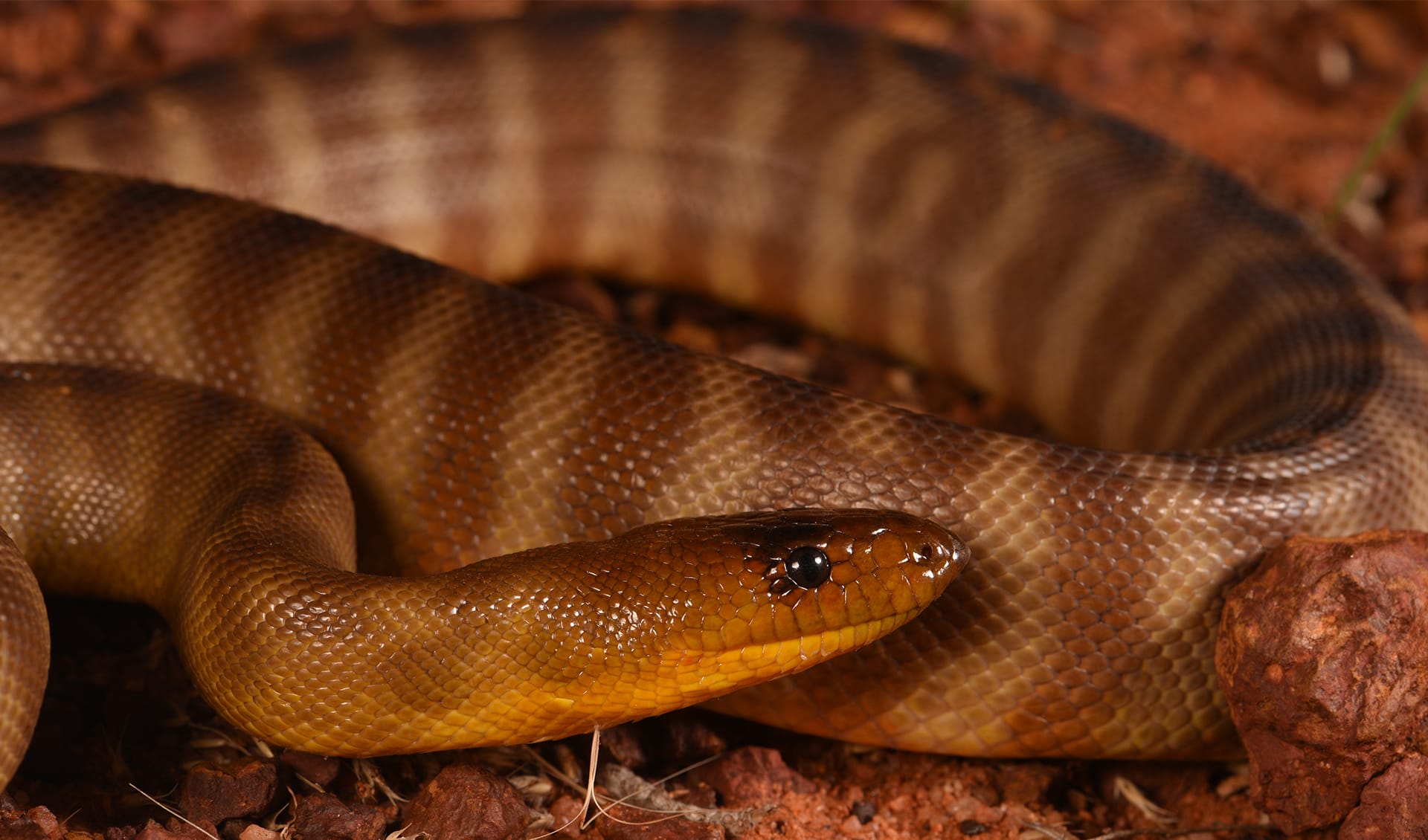 Aspidites - Woma & black-headed python: facts, distribution ...