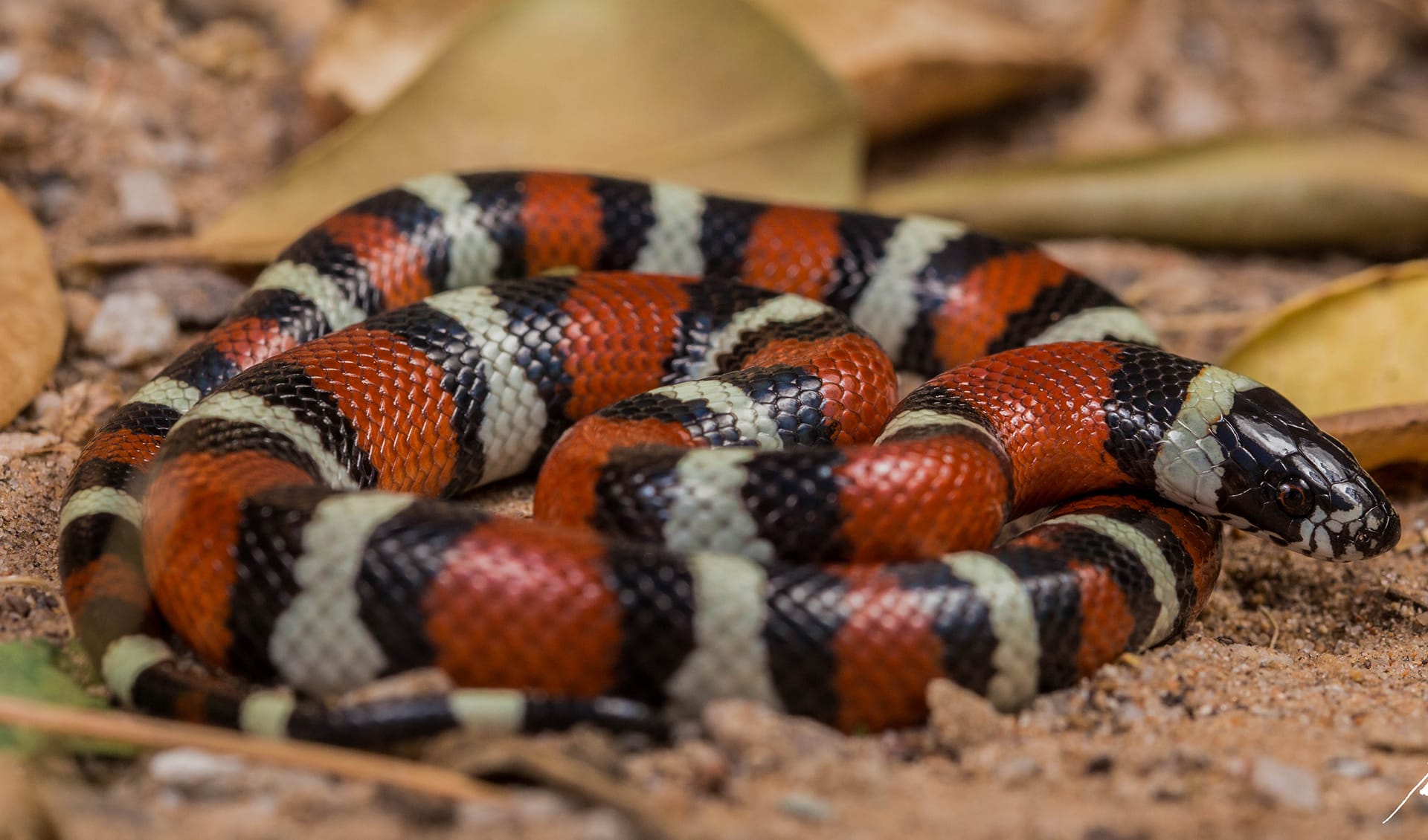 Milk snake facts, distribution & population | BioDB