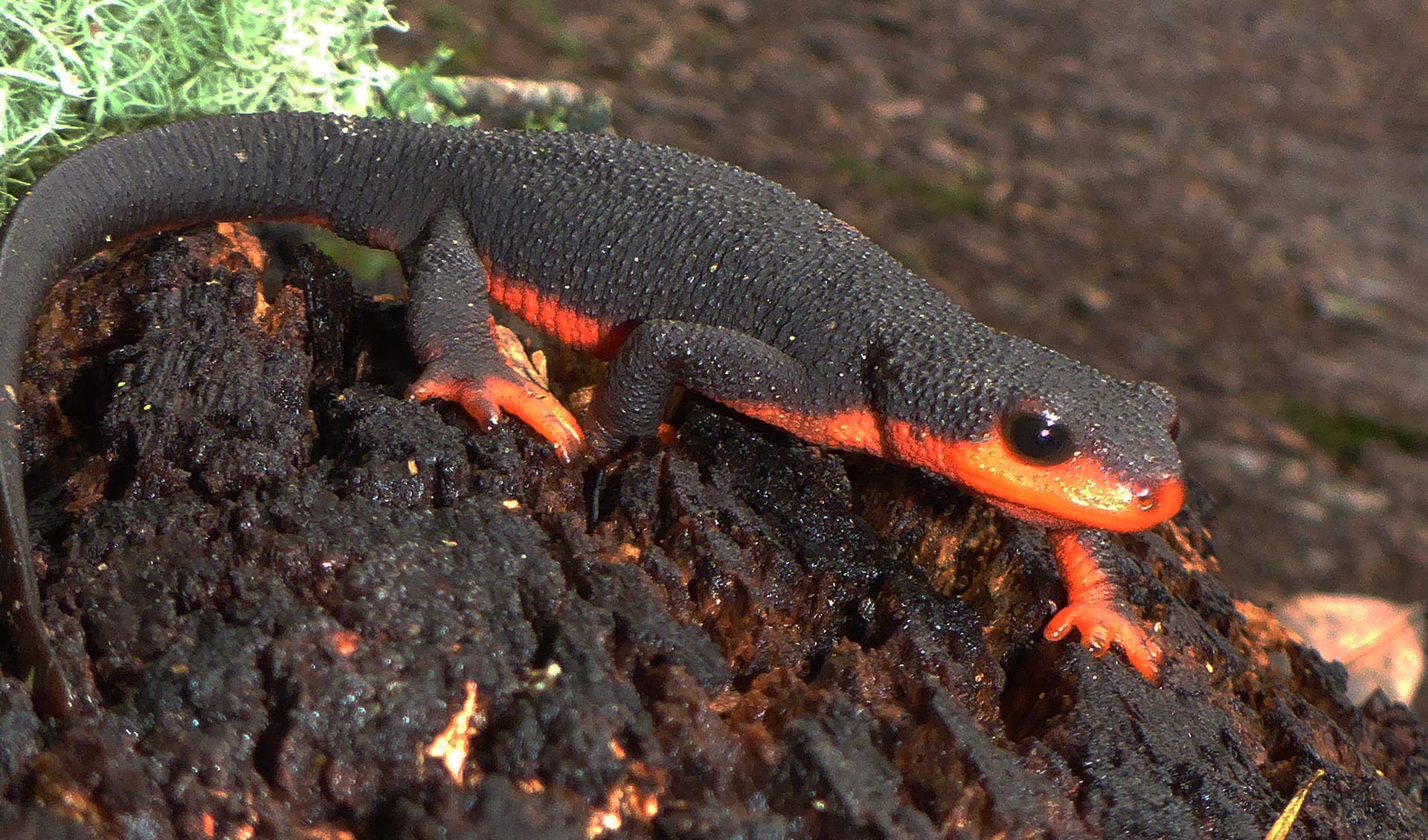 Red-bellied newt facts, distribution & population | BioDB