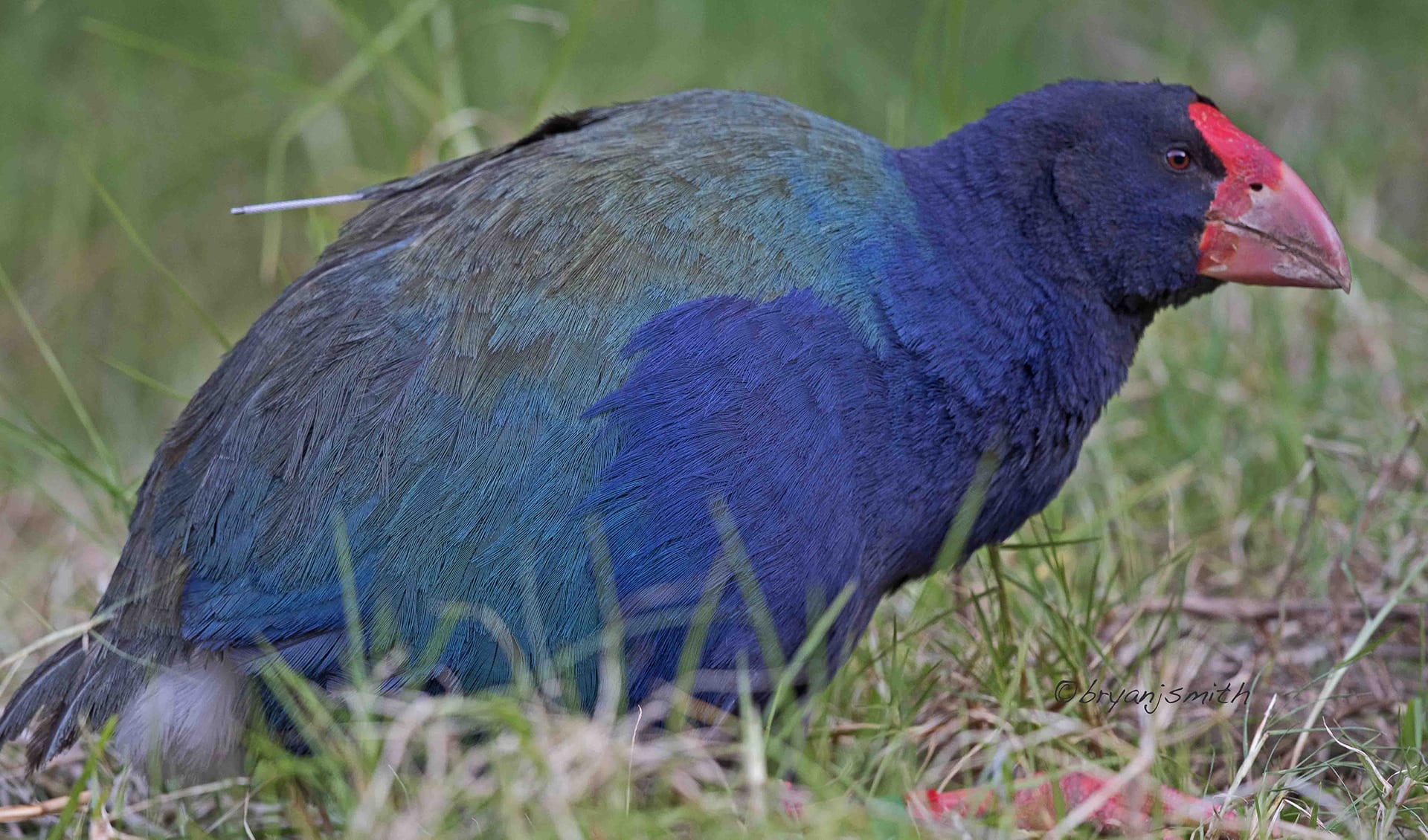 South Island takahē facts, distribution & population | BioDB