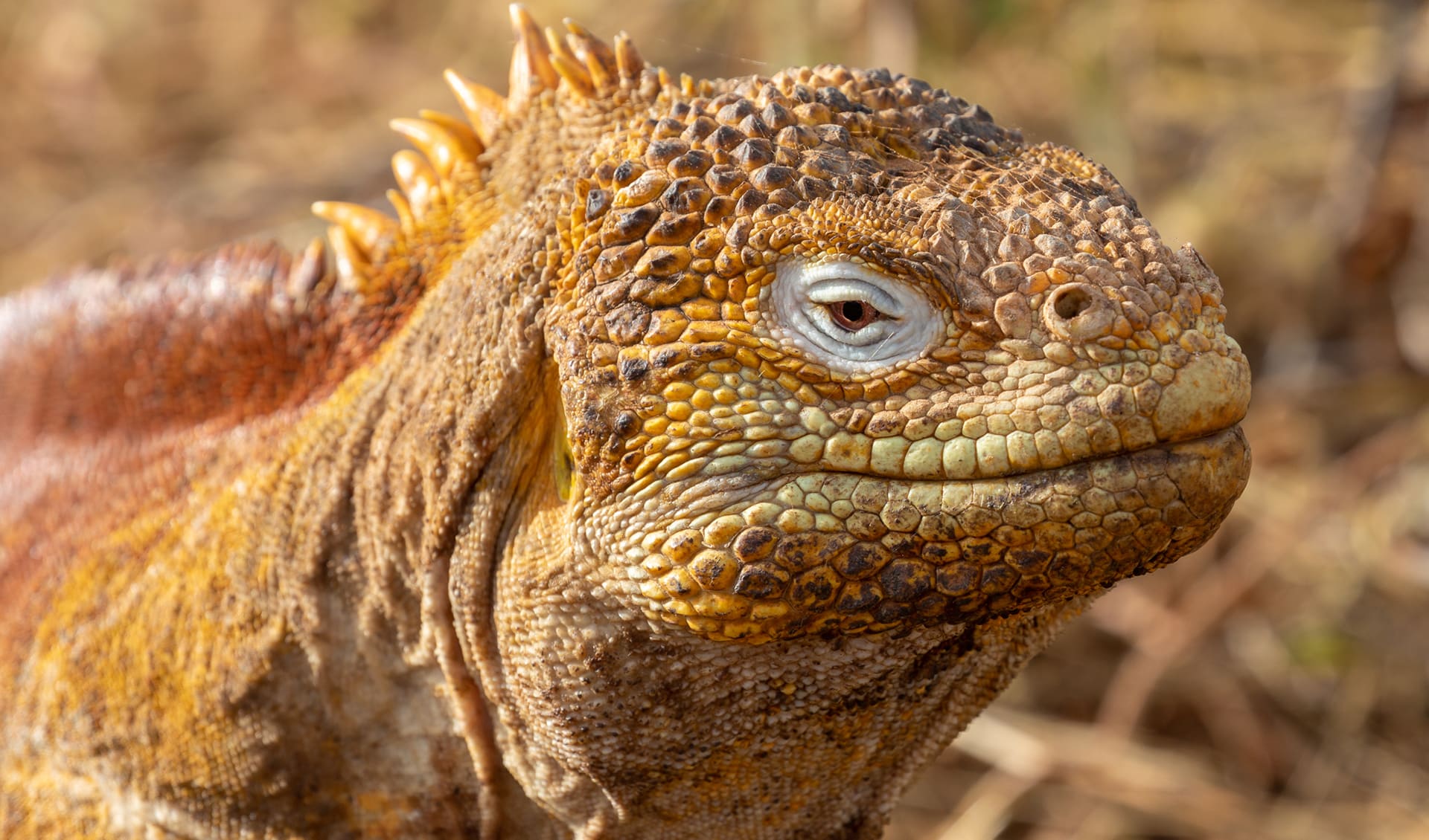 Galapagos land iguana facts, distribution & population | BioDB