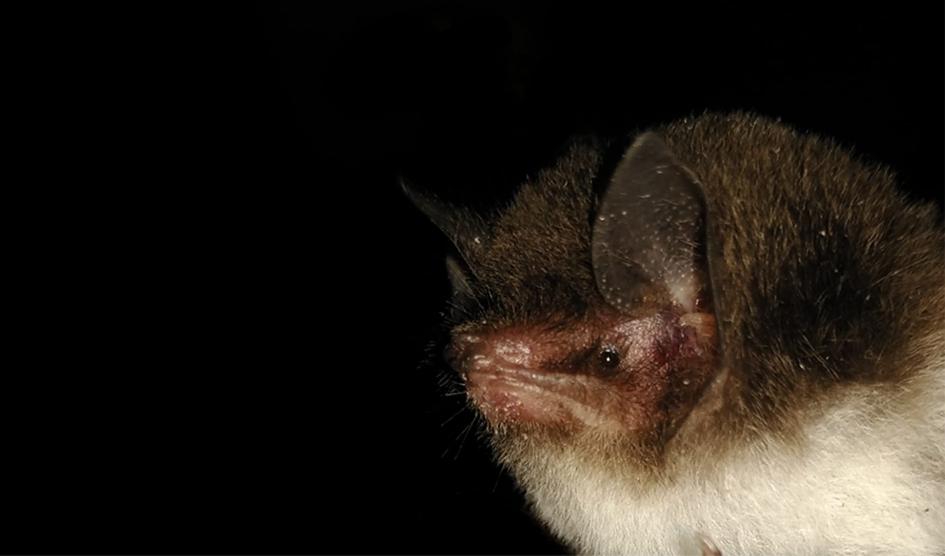 Thyropteridae – Disk-winged bats: facts, distribution & population | BioDB