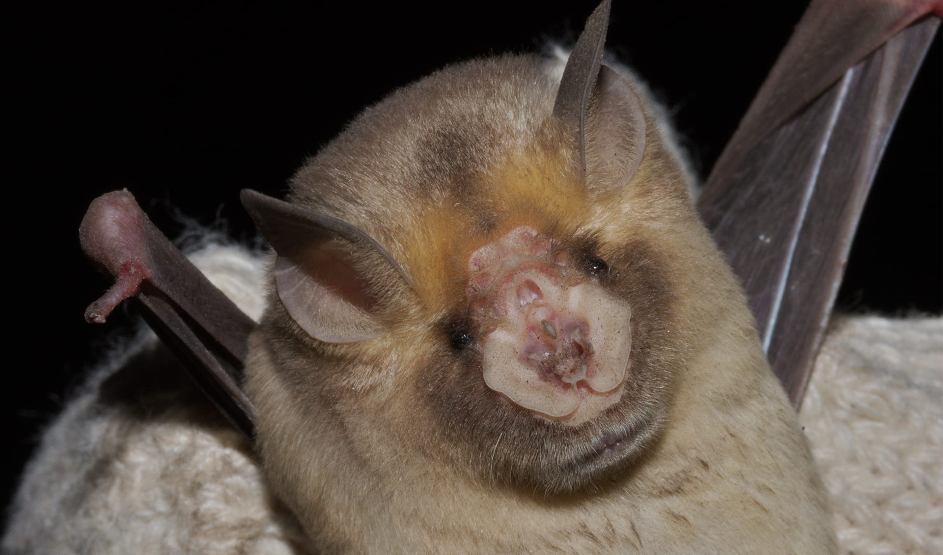 Rhinonycteridae – Trident bats: facts, distribution & population | BioDB