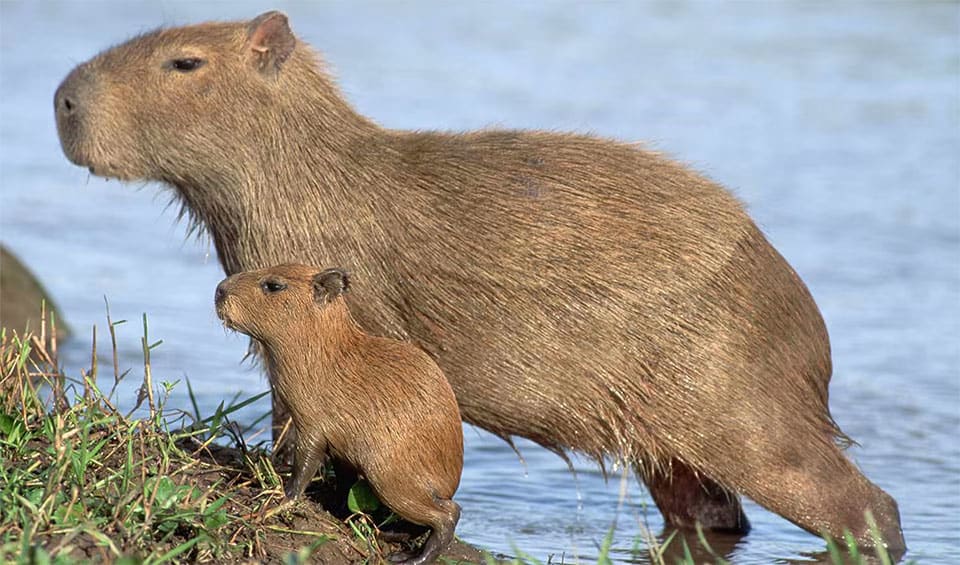 Capybara facts, distribution & population | BioDB