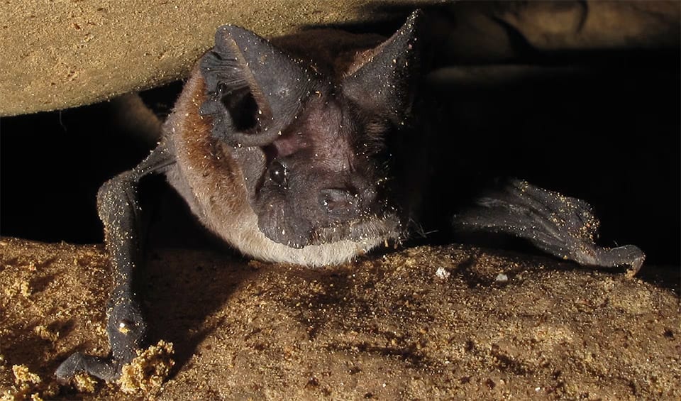 Wrinkle-lipped free-tailed bat facts, distribution & population | BioDB