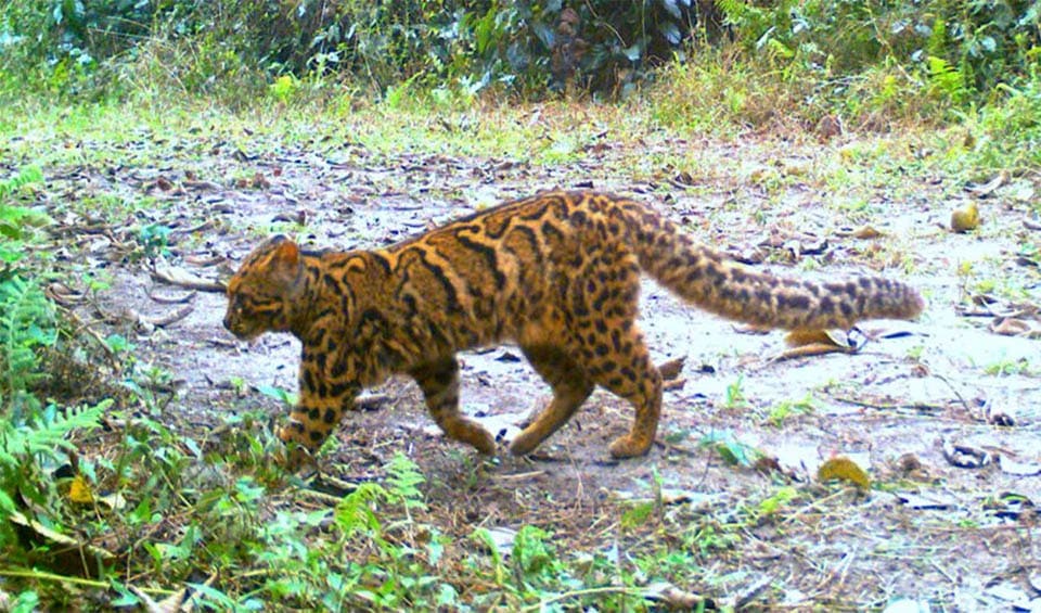 Marbled cat facts, distribution & population | BioDB
