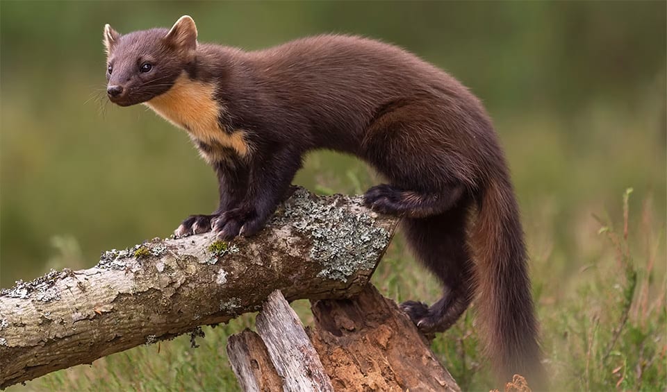 European pine marten facts, distribution & population | BioDB