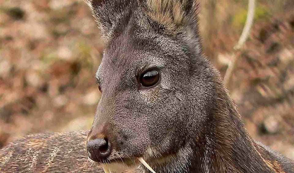 Siberian musk deer facts, distribution & population | BioDB