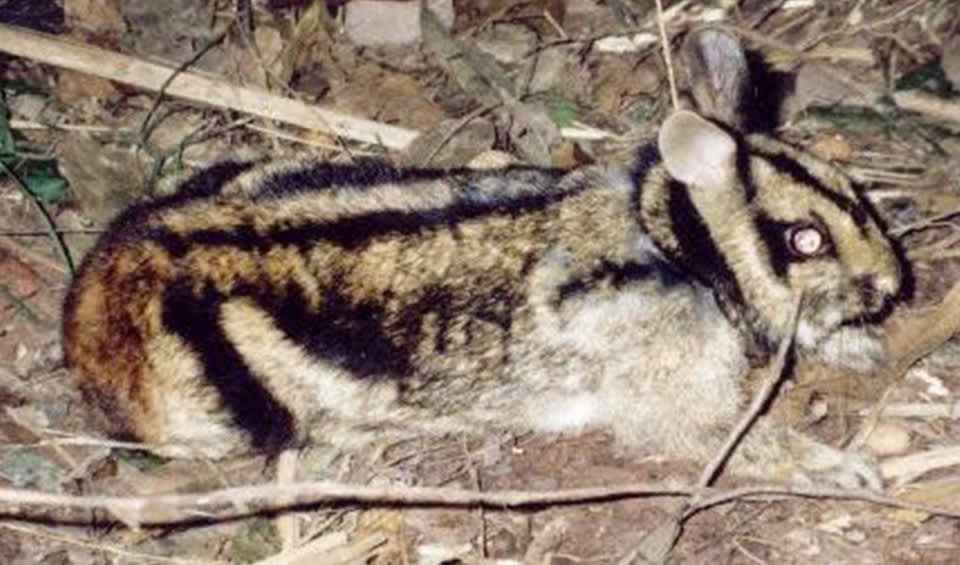Sumatran striped rabbit facts, distribution & population | BioDB