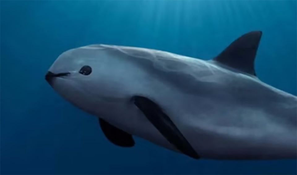 Vaquita facts, distribution & population | BioDB