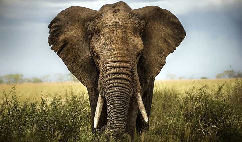 Proboscidea – Elephants: facts, distribution & population | BioDB