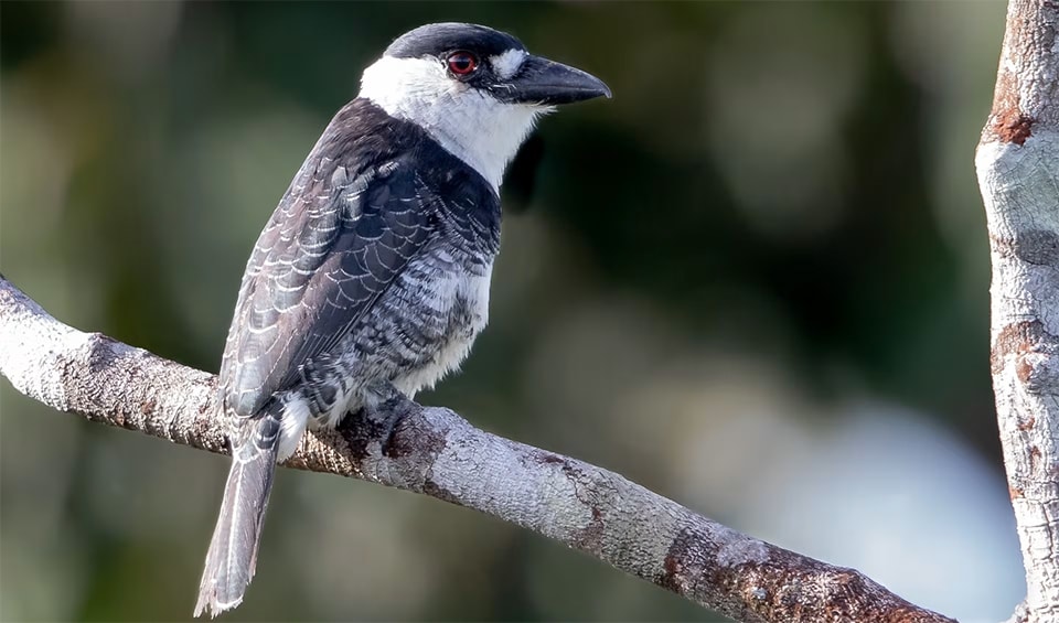Guianan puffbird facts, distribution & population | BioDB